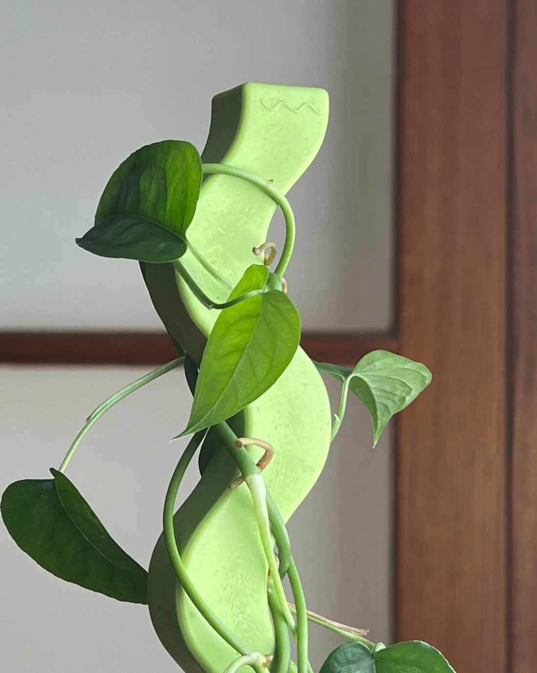 JADE Totems by Secateur Me Baby | Plantsmith Indoor Plants Melbourne