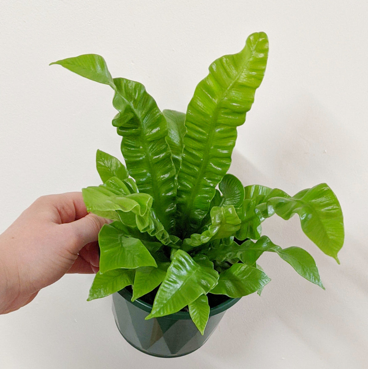 Asplenium antiquum sp. (Birdsnest Fern) - 13cm pot | Plantsmith Indoor ...