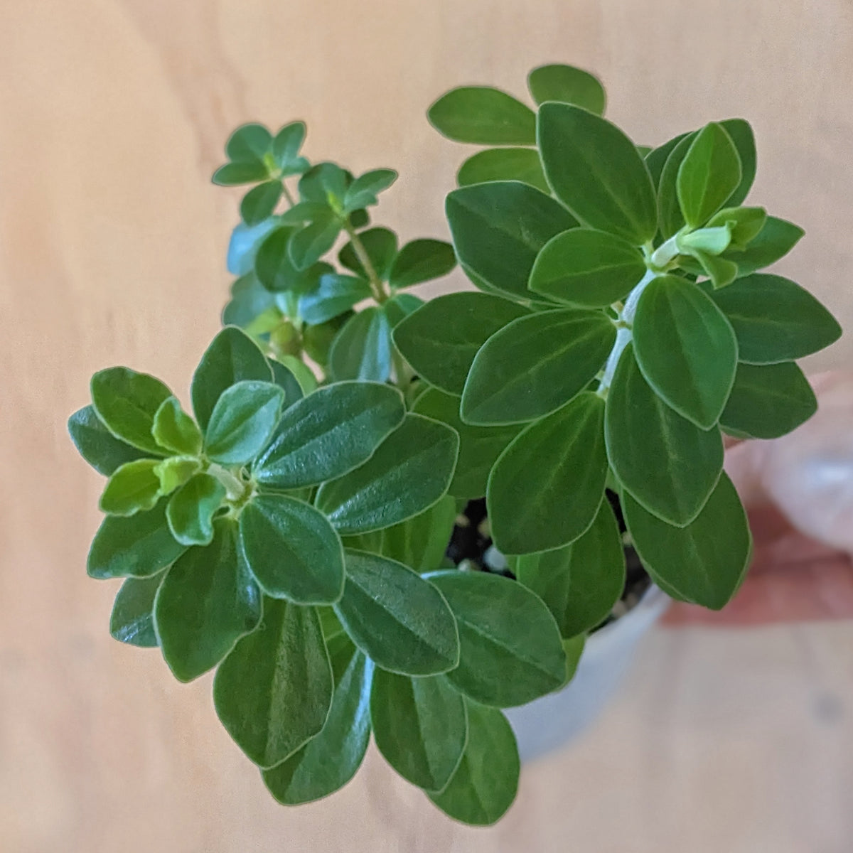 Peperomia tetraphylla (Native Four Leaf Peperomia) - 13cm pot ...