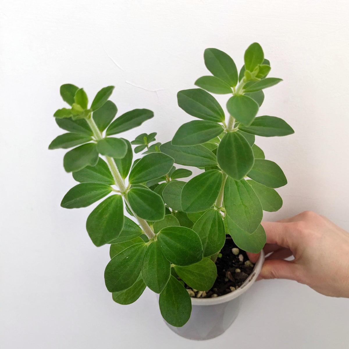 Peperomia tetraphylla (Native Four Leaf Peperomia) - 13cm pot ...