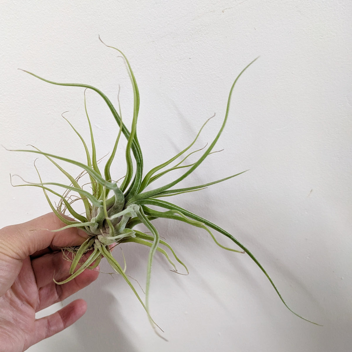 Tillandsia caput-medusae (Air plant) | Plantsmith Indoor Plants Melbourne