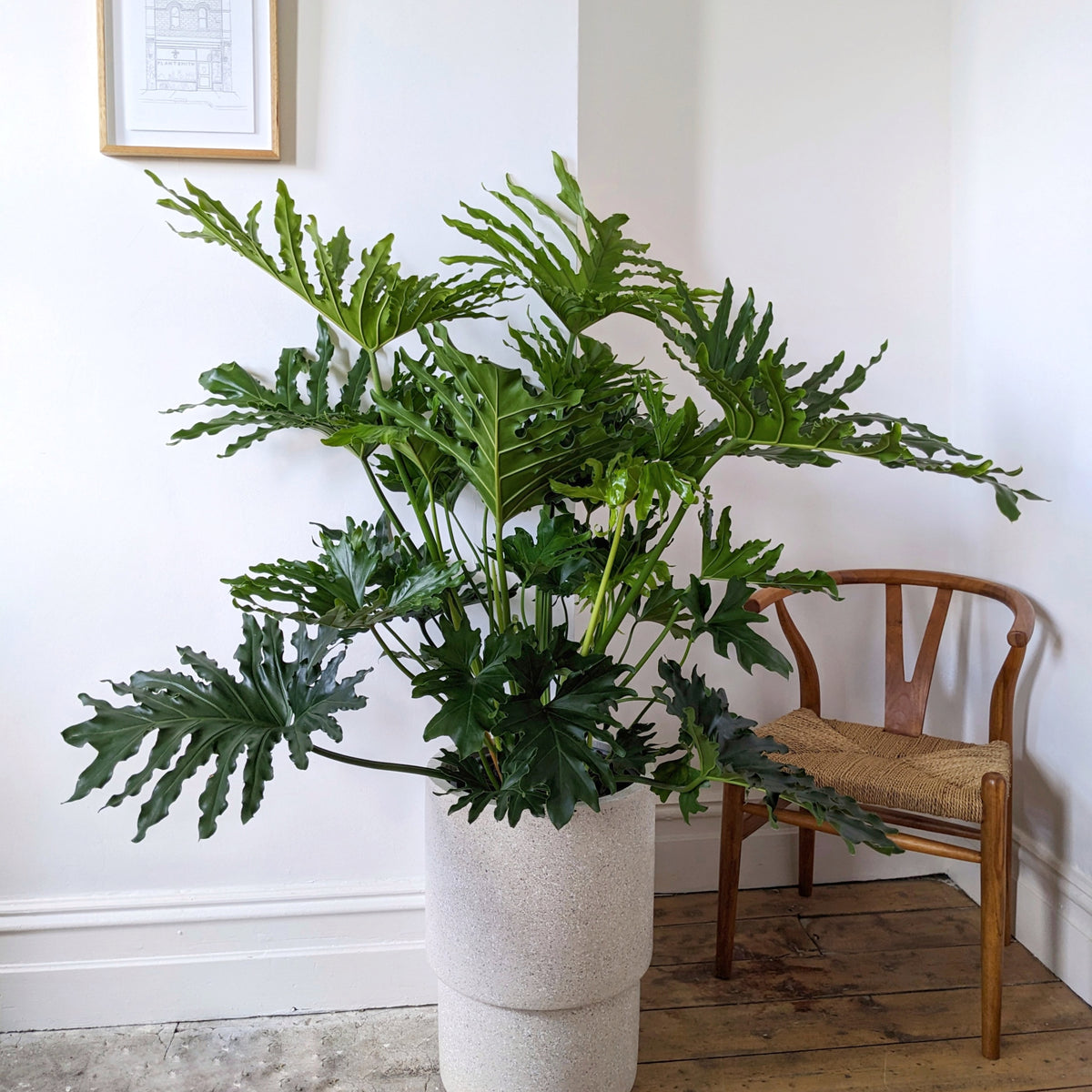 Philodendron selloum compacta - 30cm pot | Plantsmith Indoor Plants ...