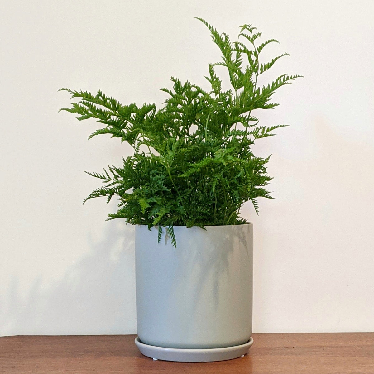 Pteris Dentata (Toothed Brake Fern) - 18cm pot | Plantsmith Indoor ...