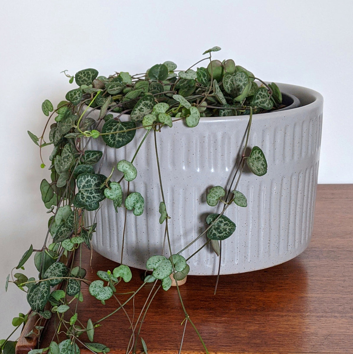 Ceropegia woodii (Chain of Hearts) - 20cm pot | Plantsmith Indoor ...