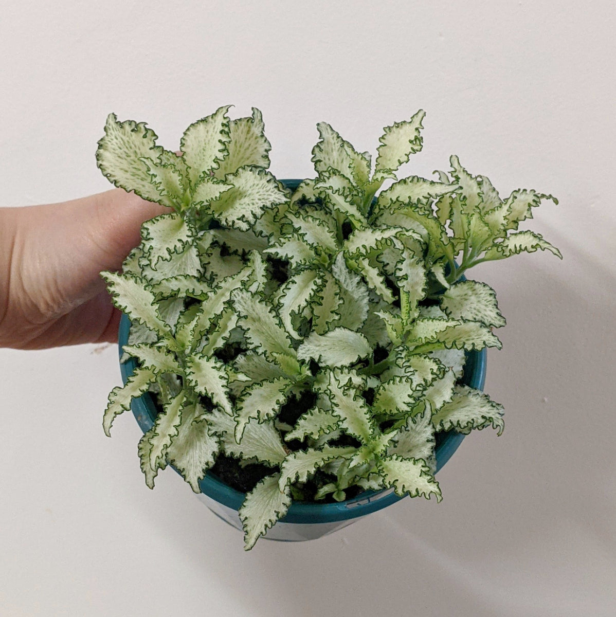 Fittonia ‘Paradisian Star’ (Nerve Plant) - 13cm pot | Plantsmith Indoor ...