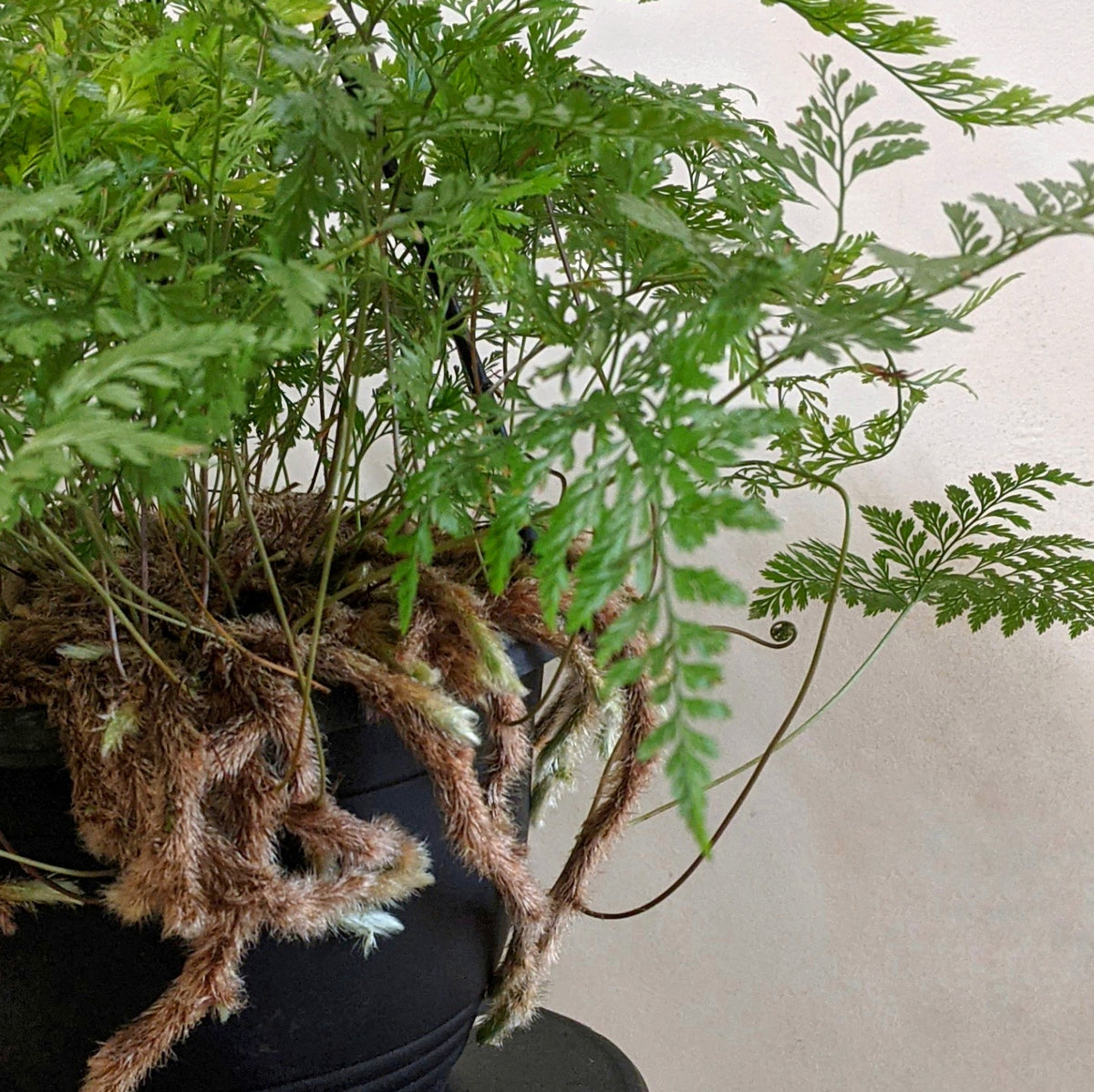Davallia fejeensis (Rabbit's Foot Fern) - 20cm pot | Plantsmith Indoor ...
