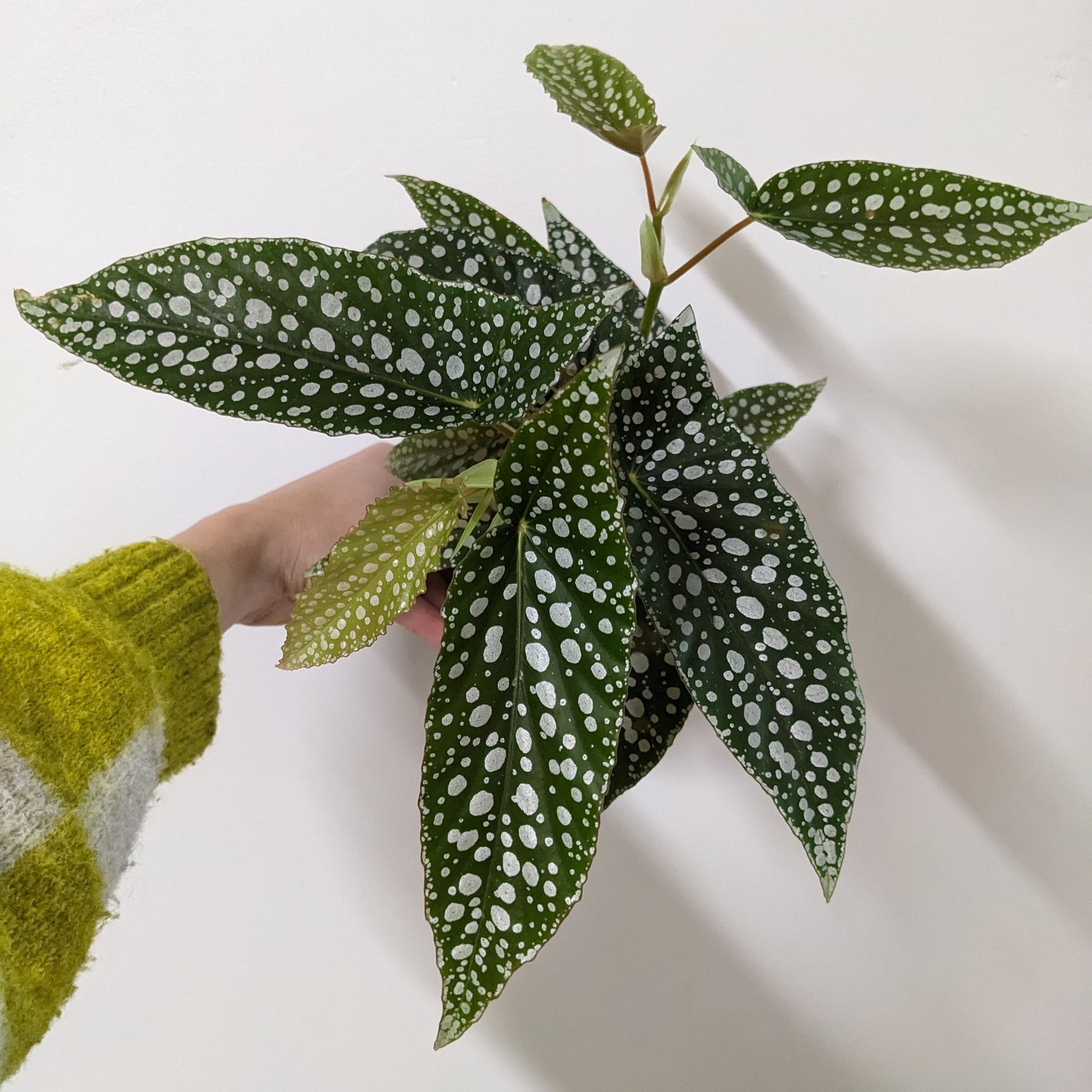 Begonia maculata ‘Hotspot ‘ (Angel Wings) - 12cm pot | Plantsmith Indoor Plants Melbourne