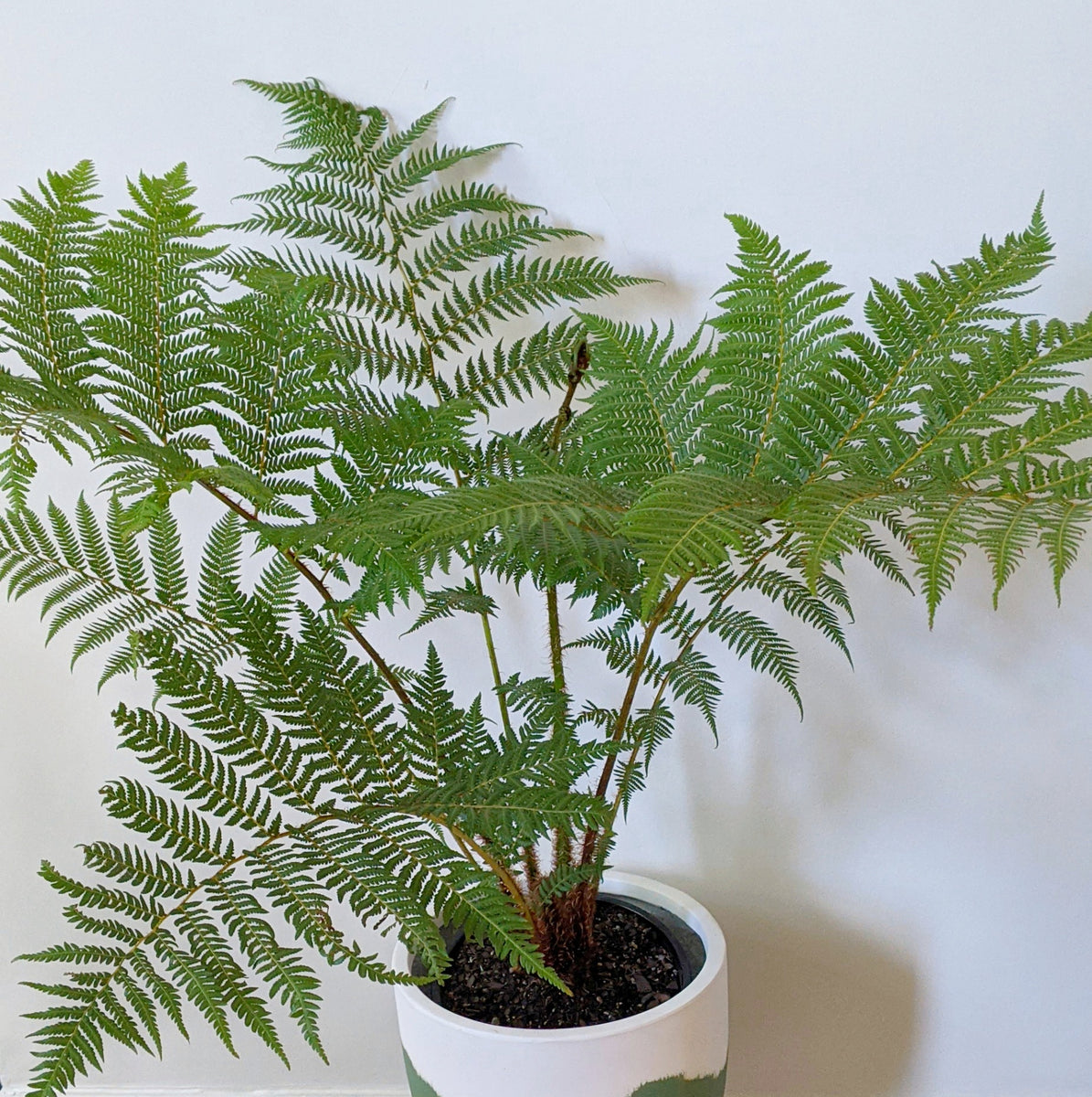 Cyathea cooperi (Australian Tree Fern) - 25cm pot | Plantsmith Indoor ...