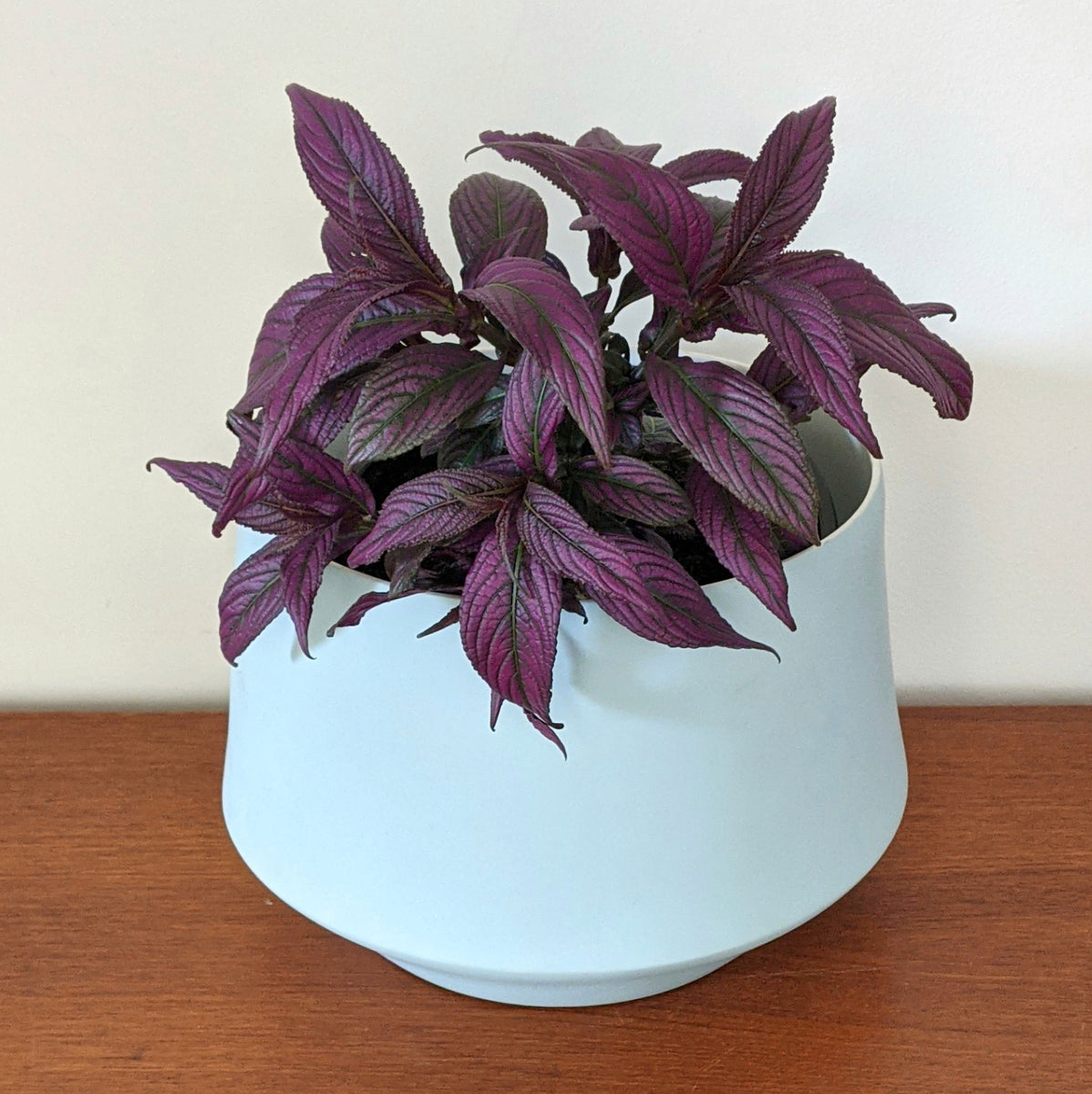 Strobilanthes dyeriana (Persian Shield) -20cm pot | Plantsmith Indoor ...