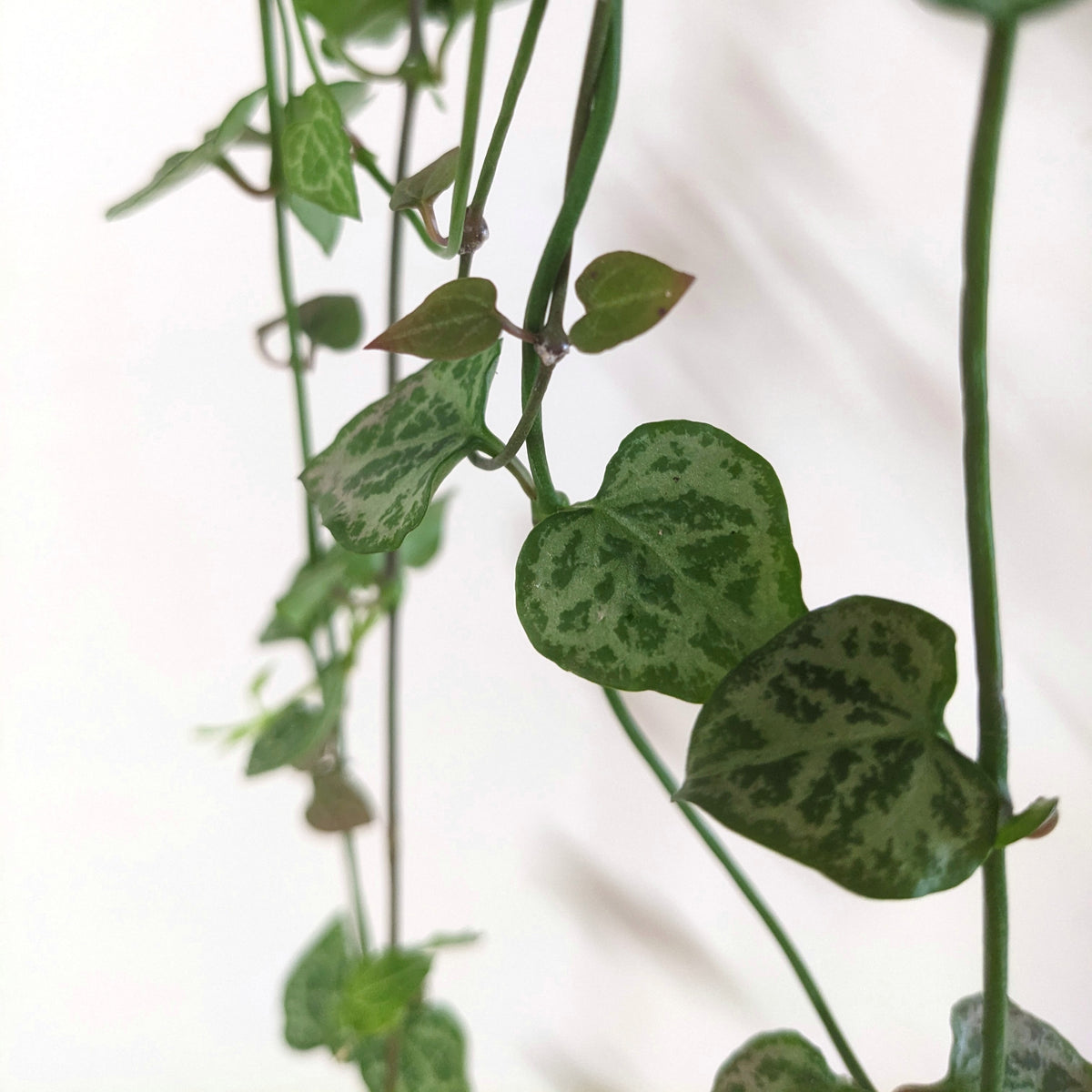 Ceropegia woodii hybrid (Ace of Spades) - 13cm | Plantsmith Indoor ...