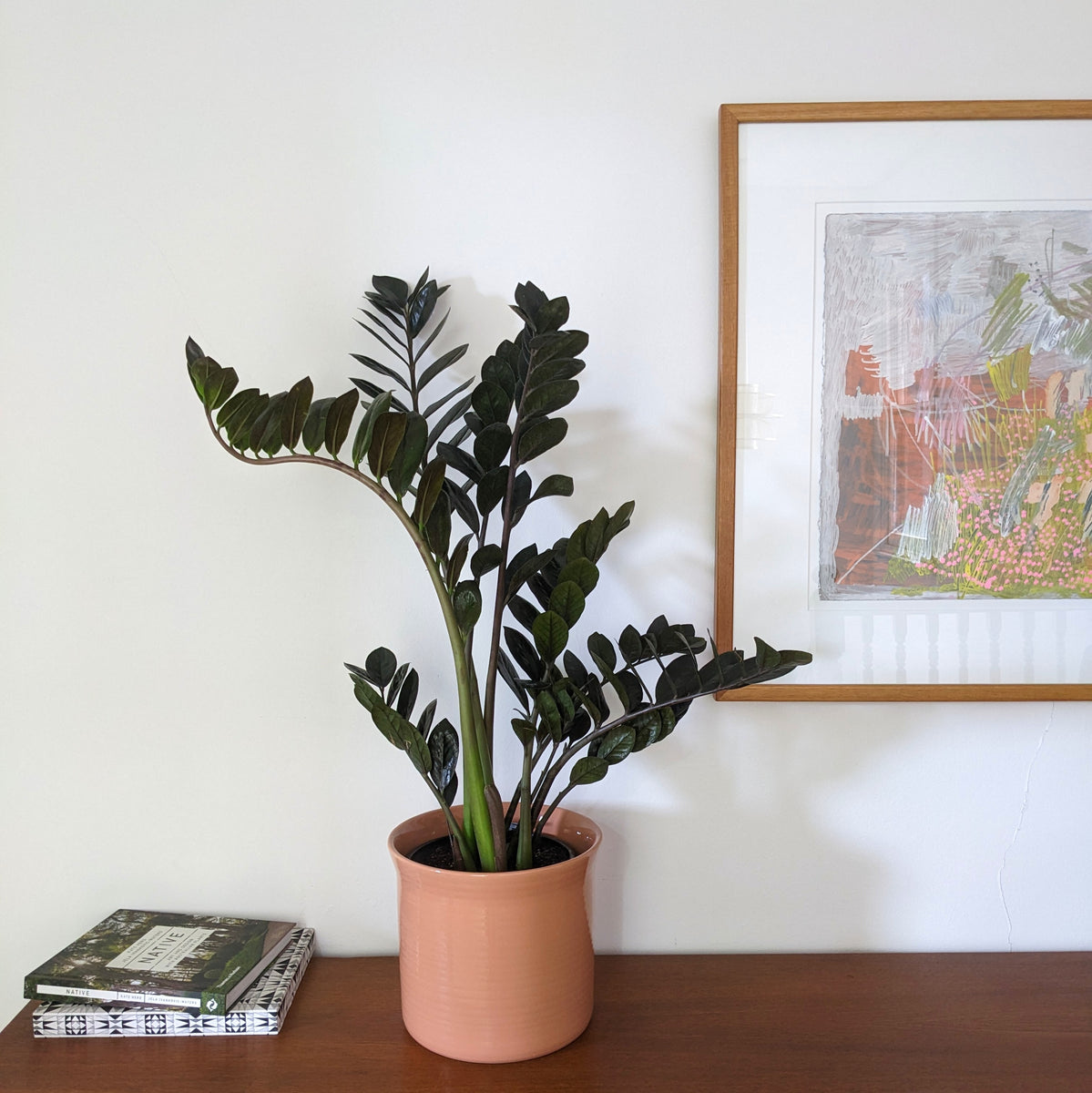 Zamioculcas zamiifolia 'Raven' (Zanzibar Gem, ZZ Plant) - 20cm pot ...