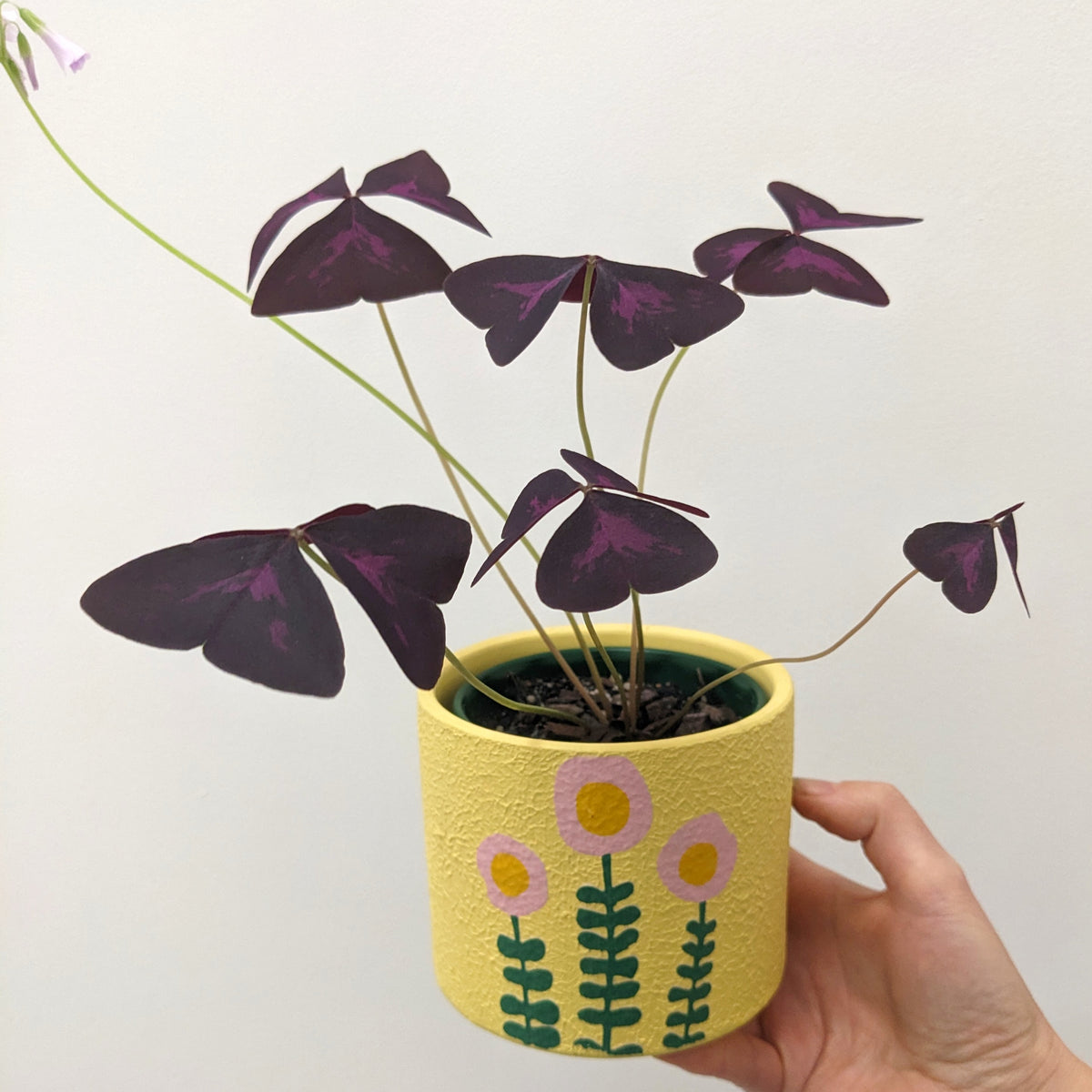 Oxalis triangularis (Purple Shamrock) in Veronica Planter | Plantsmith ...