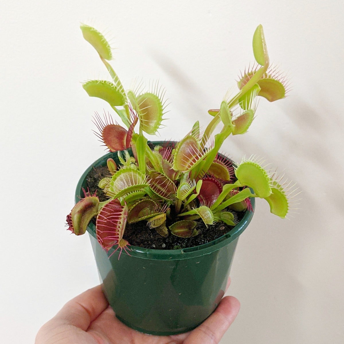 Dionaea muscipula (Venus fly trap)- 10cm pot | Plantsmith Indoor Plants Melbourne
