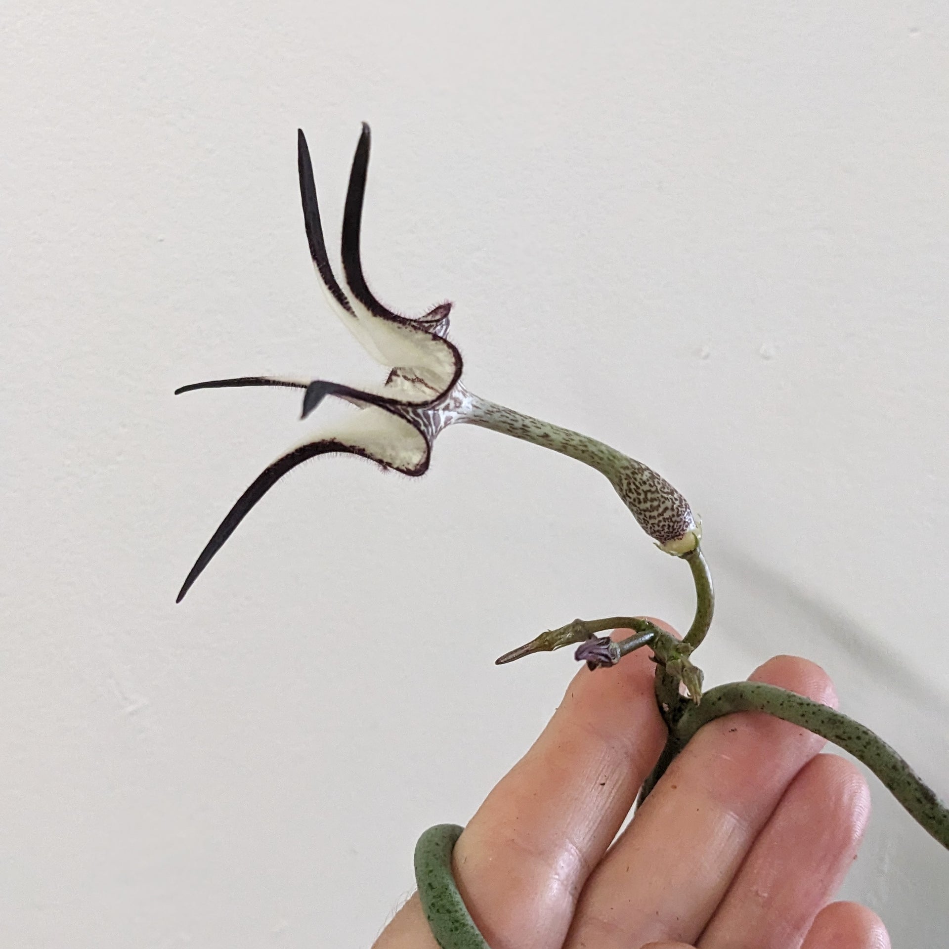 Ceropegia stapeliiformis (Snake Creeper) - 13cm pot | Plantsmith Indoor ...