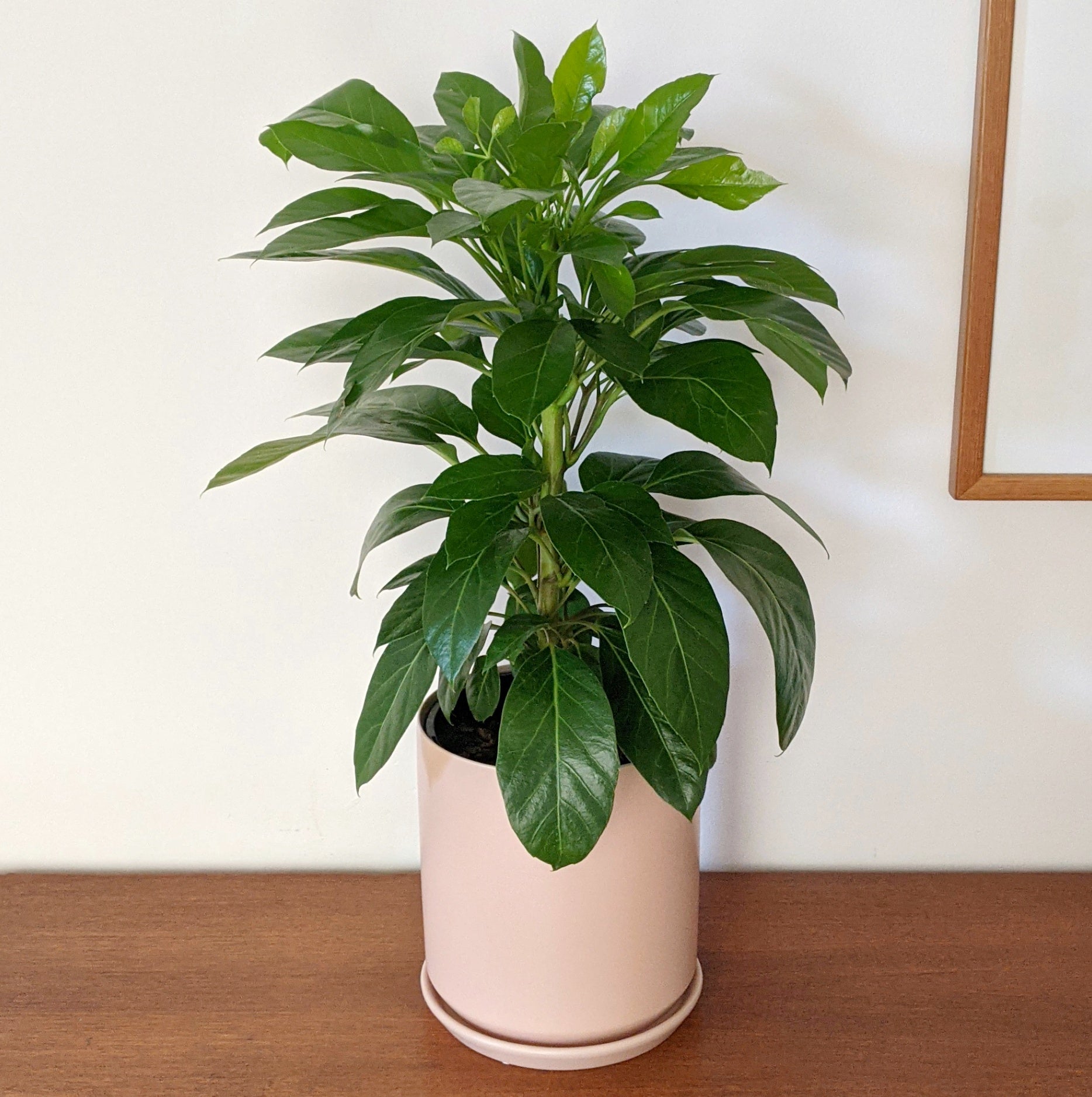 Schefflera actinophylla ‘Alpine Junior’ (Umbrella Tree) - 20cm pot ...