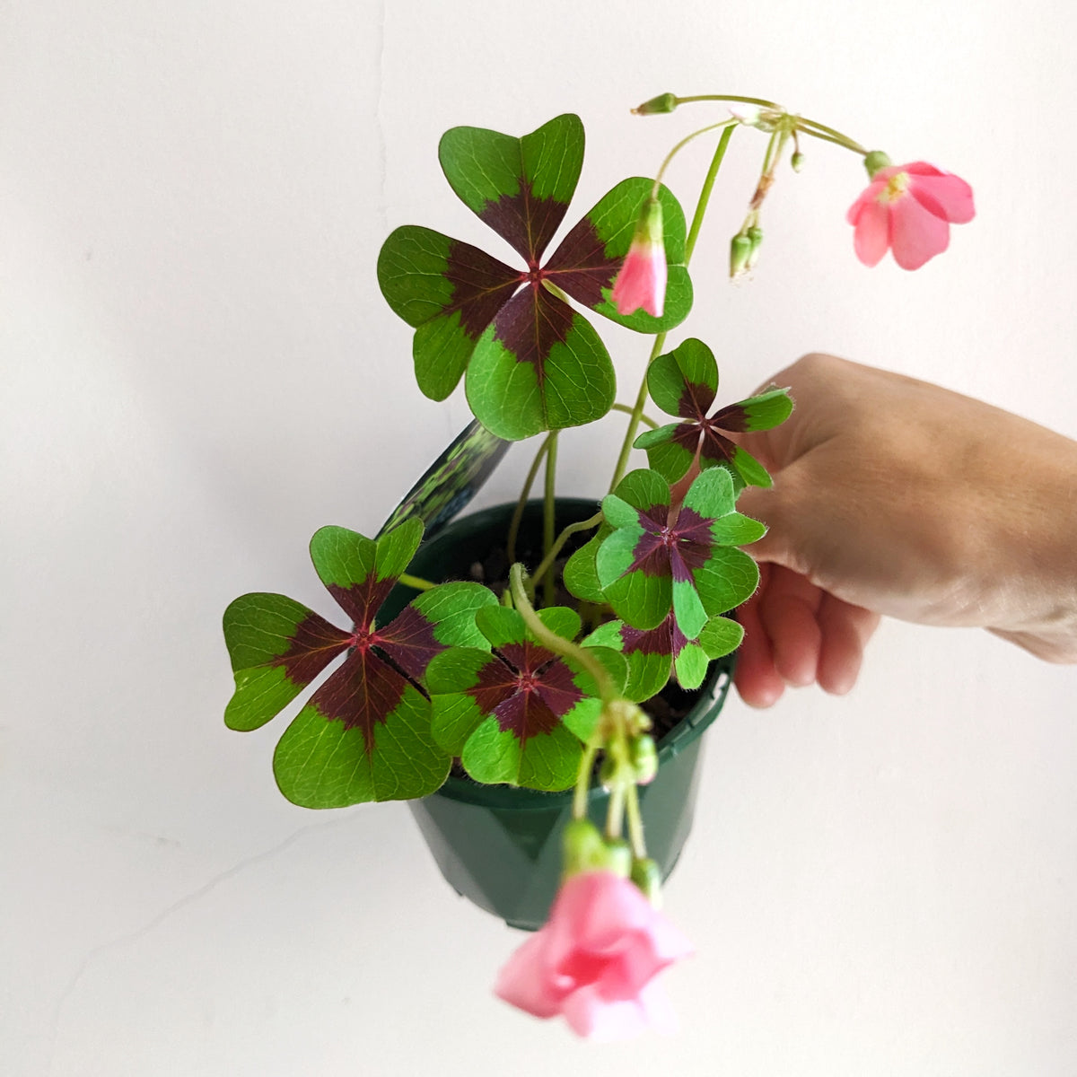 Oxalis tetraphylla 'Iron Cross' - 10cm pot | Plantsmith Indoor Plants ...