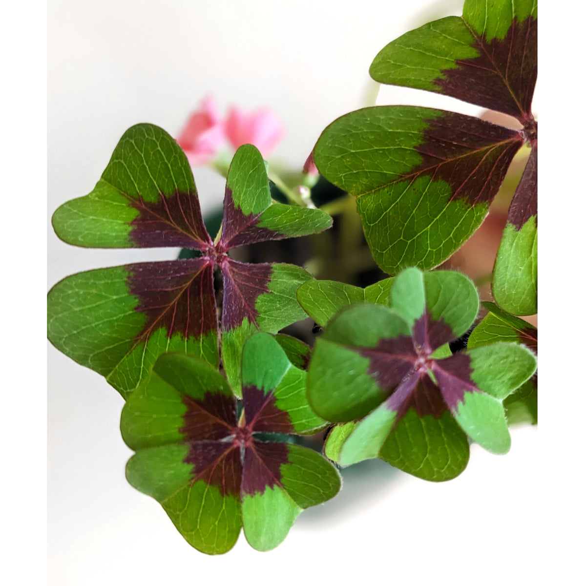 Oxalis tetraphylla 'Iron Cross' - 10cm pot | Plantsmith Indoor Plants ...