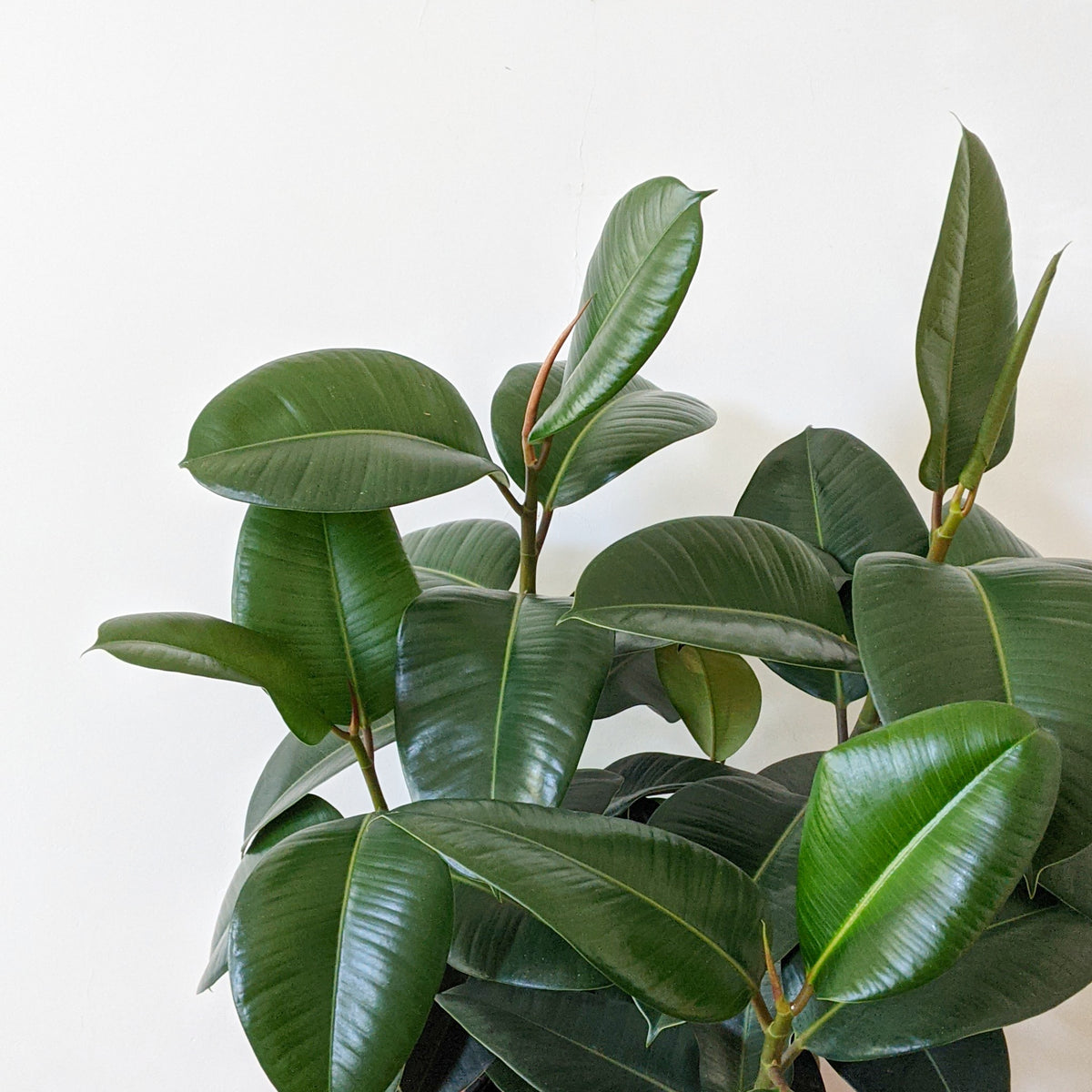 Ficus elastica 'Robusta' (Rubber Tree) - 25cm pot | Plantsmith Indoor ...