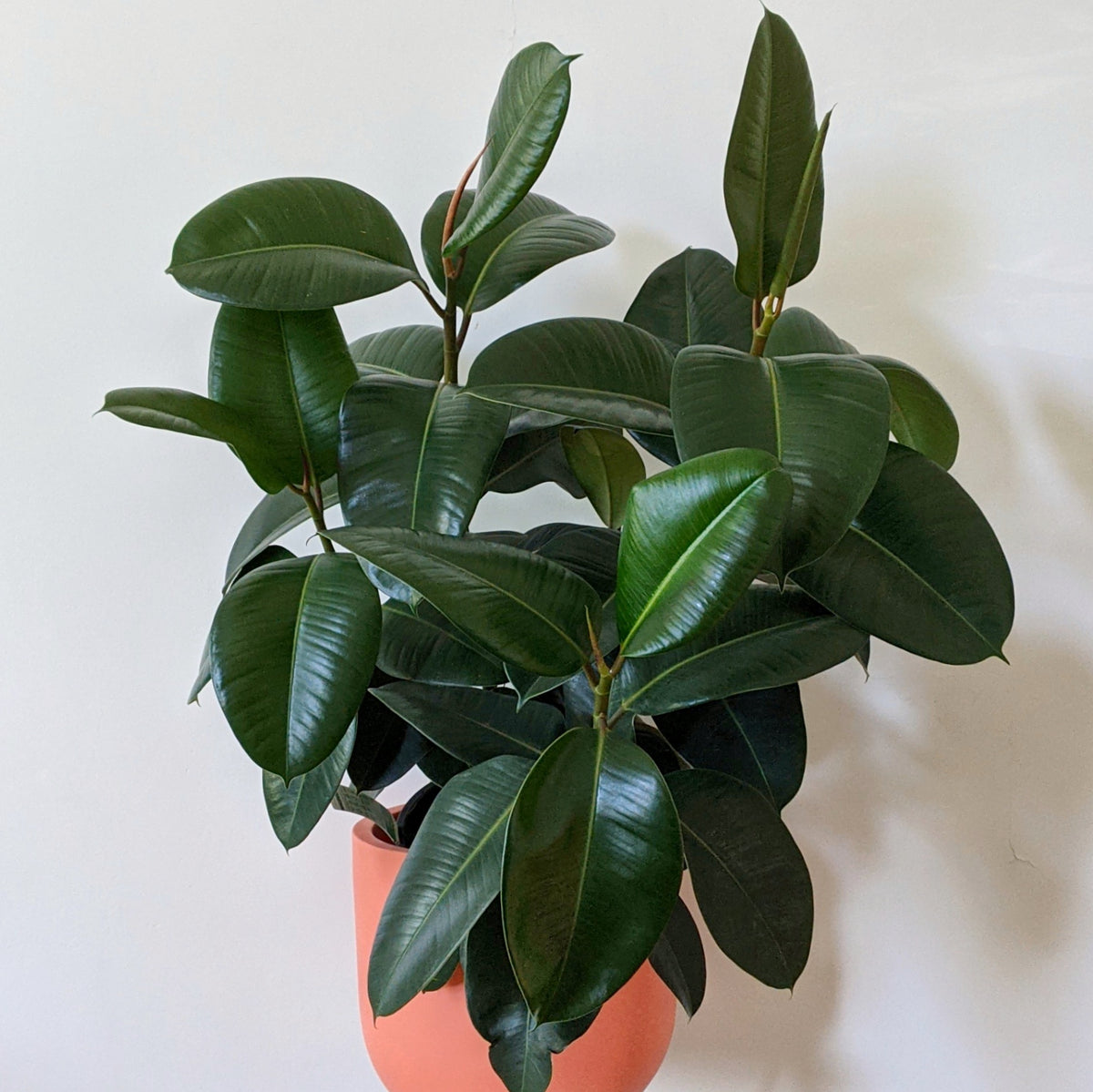 Ficus elastica 'Robusta' (Rubber Tree) - 25cm pot | Plantsmith Indoor ...