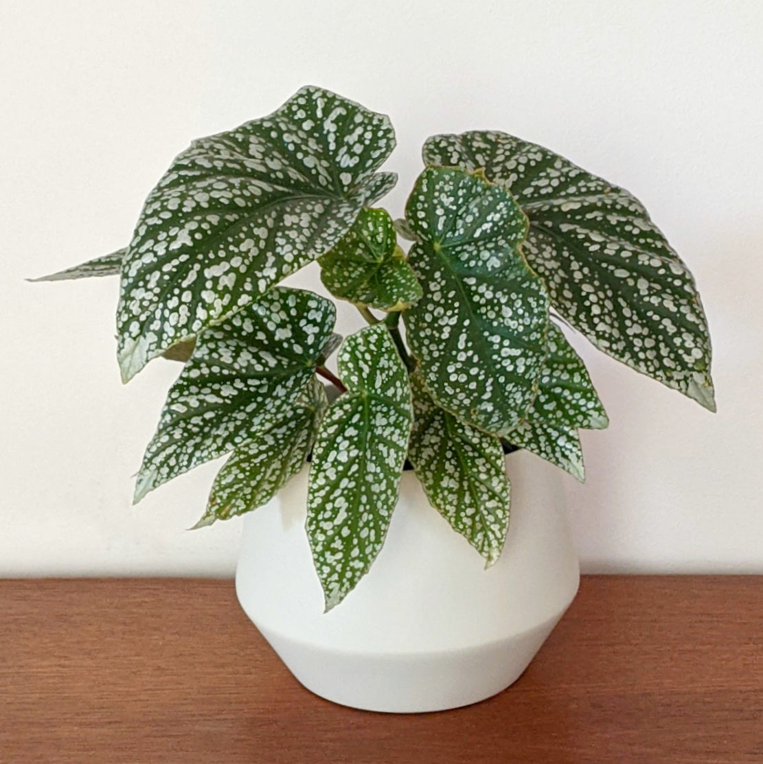 Begonia 'Snow Capped' - 13cm pot | Plantsmith Indoor Plants Melbourne