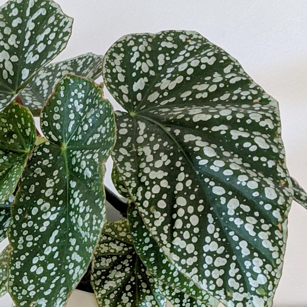 Begonia 'Snow Capped' - 13cm pot | Plantsmith Indoor Plants Melbourne