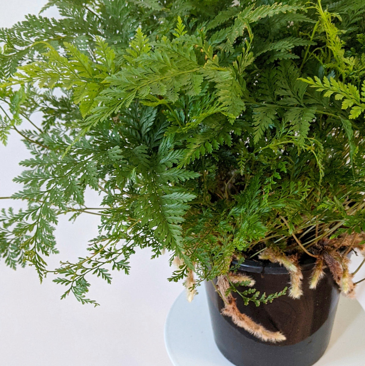 Davallia fejeensis (Rabbit's Foot Fern) - 18cm pot | Plantsmith Indoor ...