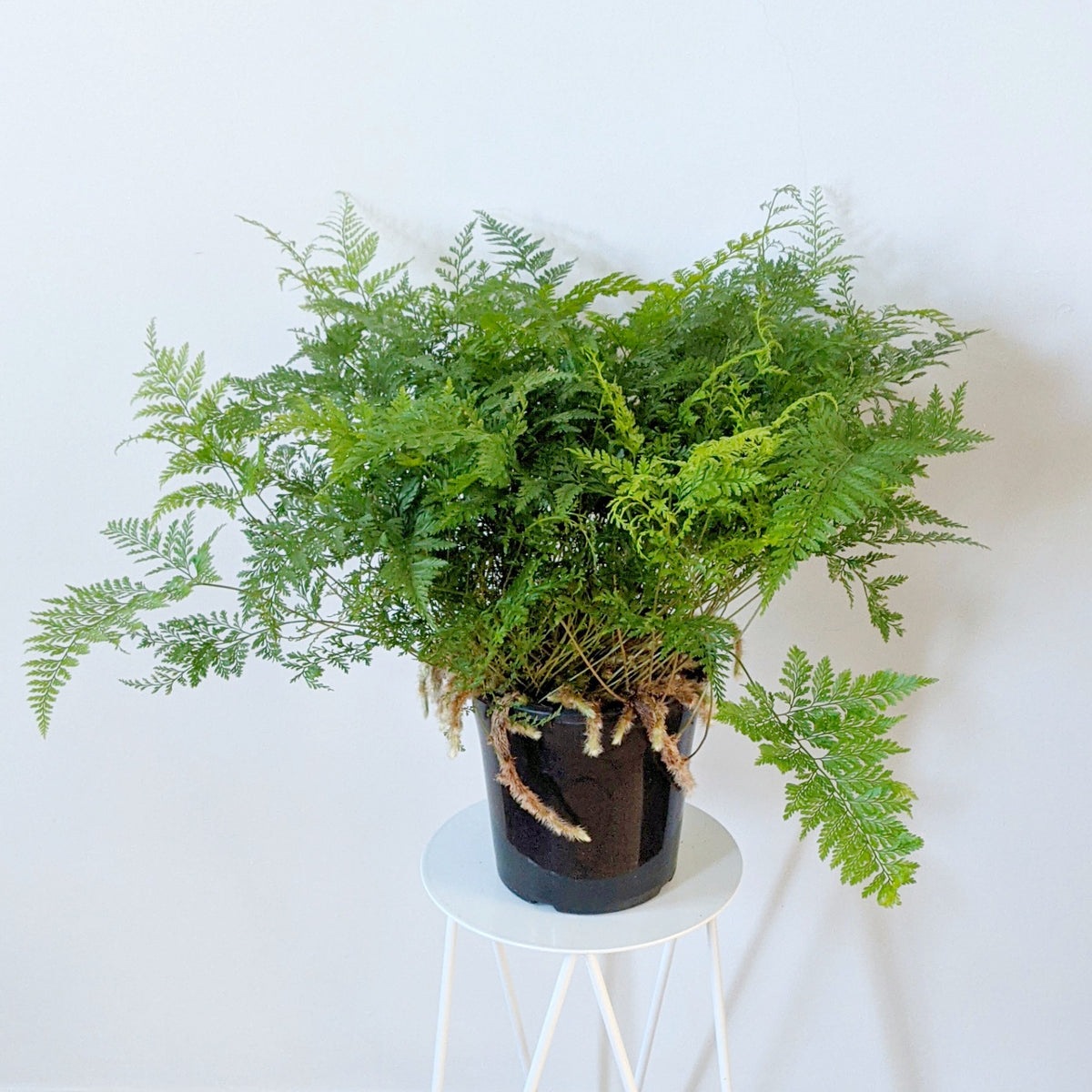 Davallia fejeensis (Rabbit's Foot Fern) - 18cm pot | Plantsmith Indoor ...