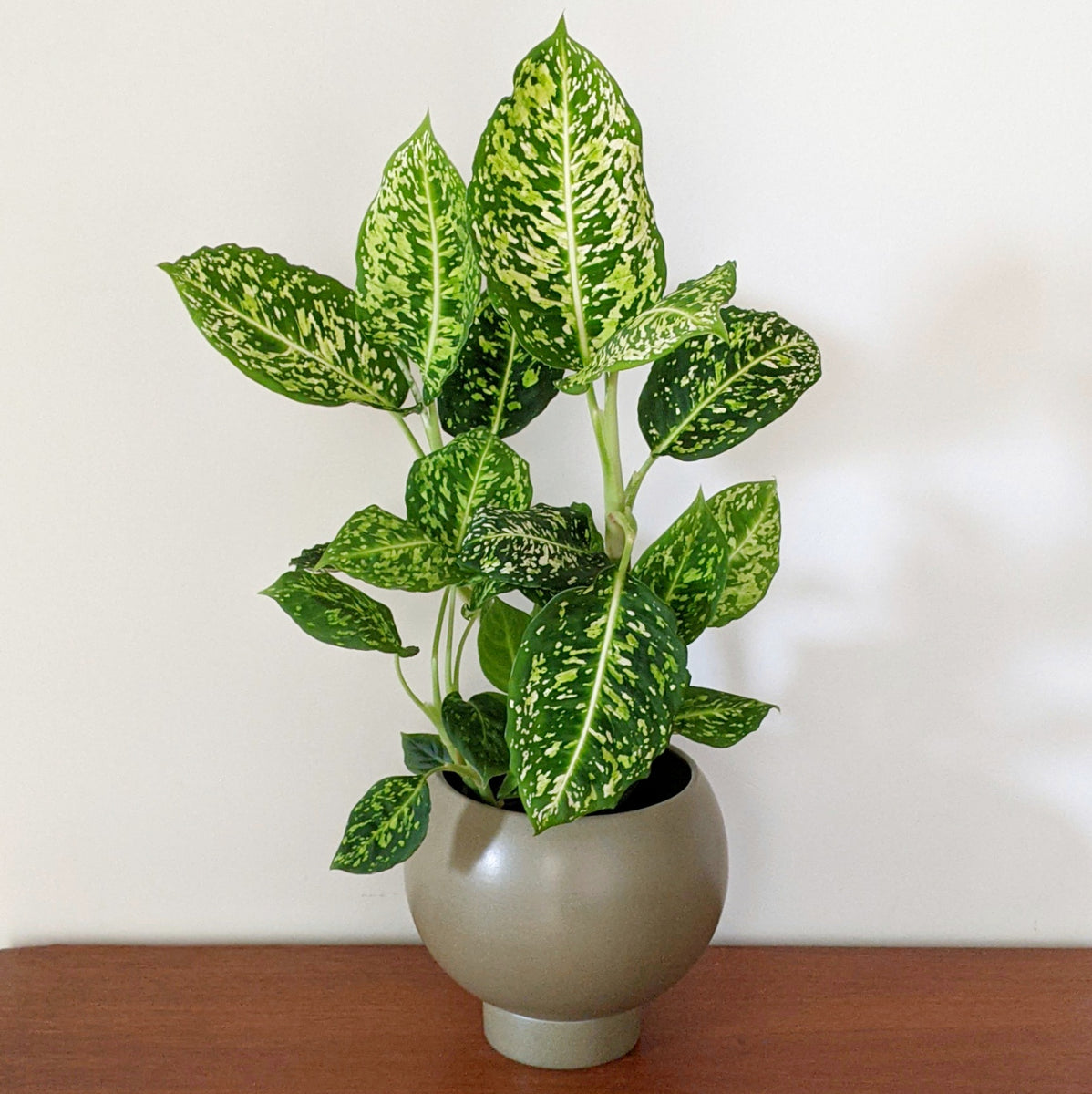 Dieffenbachia ‘Reflector’ - 14cm pot | Plantsmith Indoor Plants Melbourne