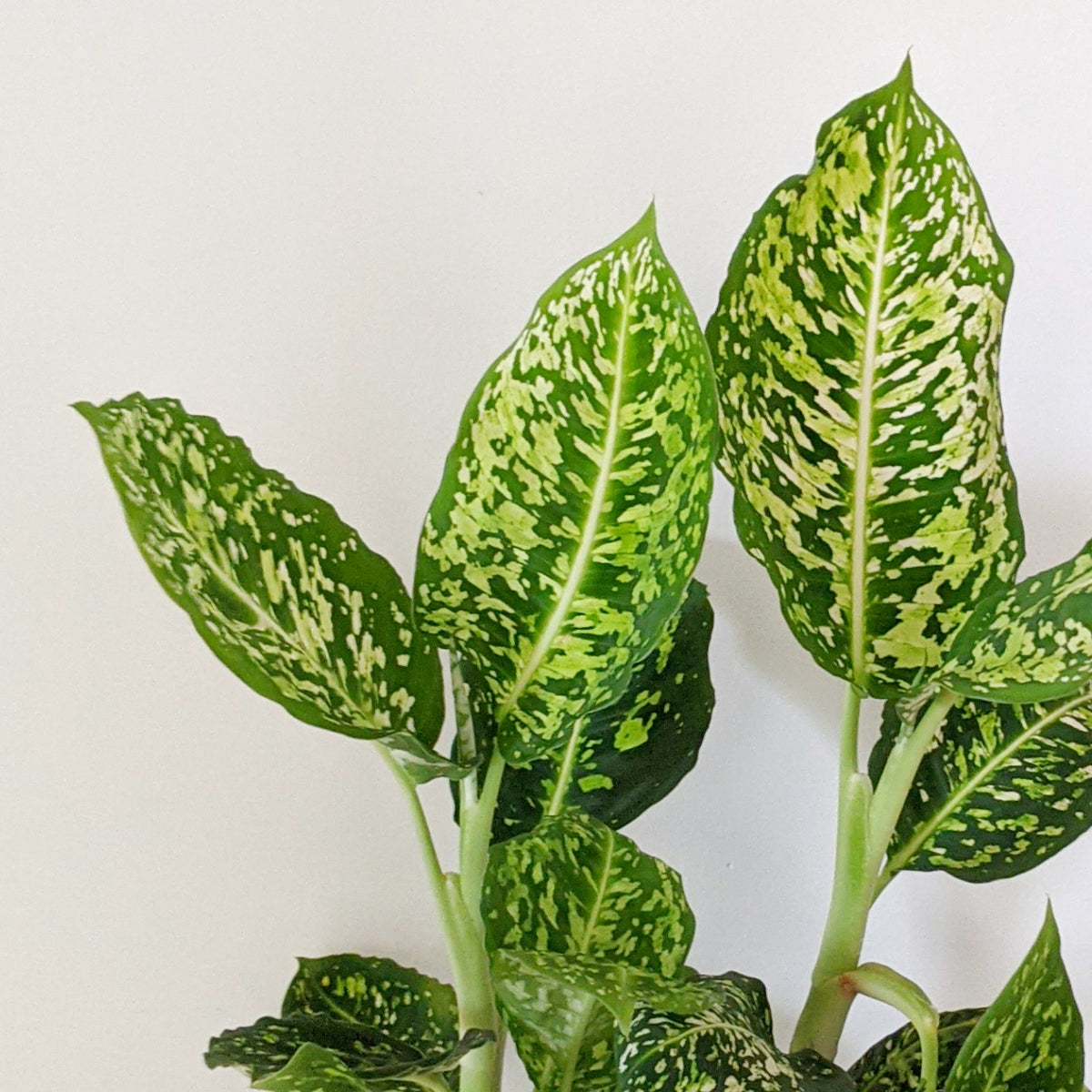 Dieffenbachia ‘Reflector’ - 14cm pot | Plantsmith Indoor Plants Melbourne