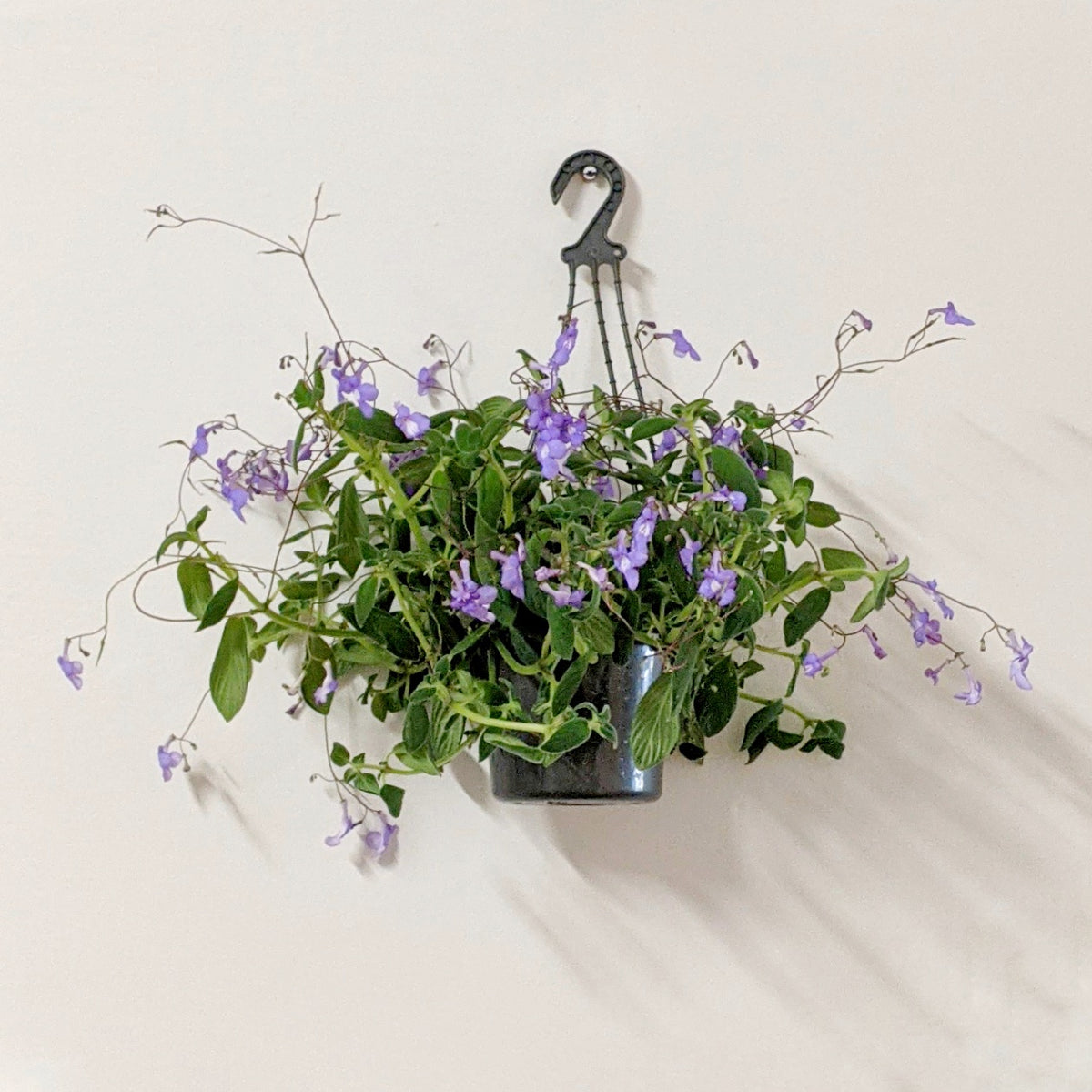 Streptocarpus caulescens (Nodding Violet)- 15.5cm pot | Plantsmith ...