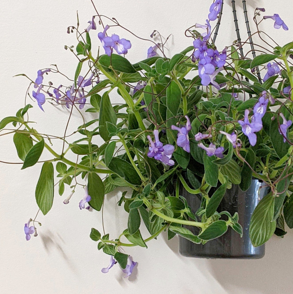 Streptocarpus caulescens (Nodding Violet)- 15.5cm pot | Plantsmith ...