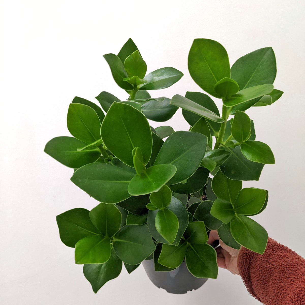 Clusia rosea (Autograph Plant) - 20cm pot | Plantsmith Indoor Plants ...