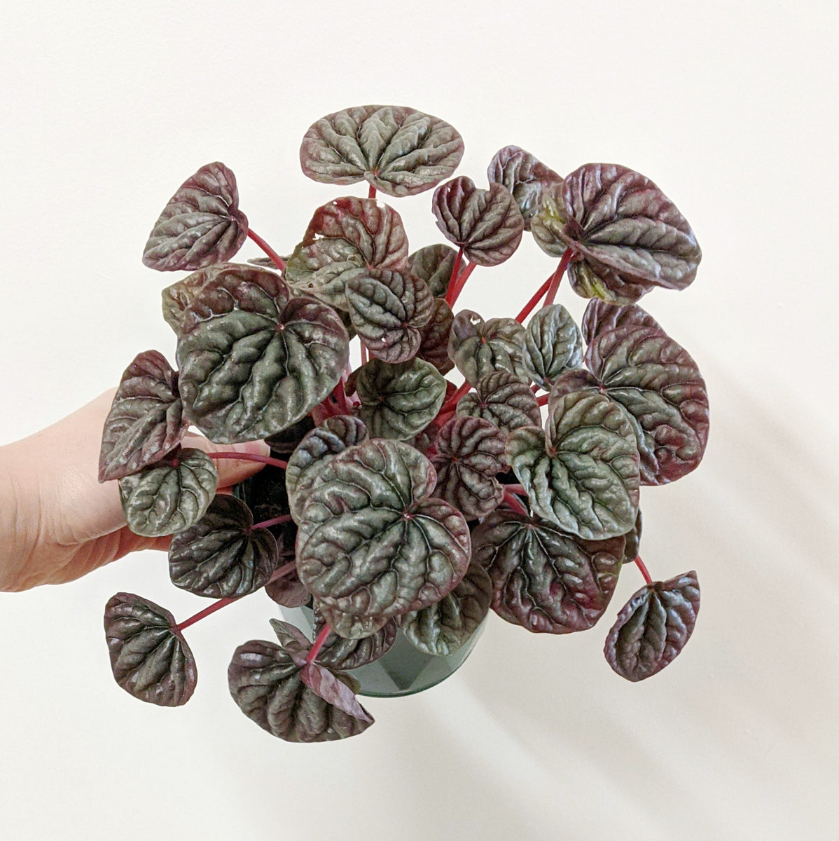 Peperomia caperata 'Schumi Silver' - 13cm pot | Plantsmith Indoor ...