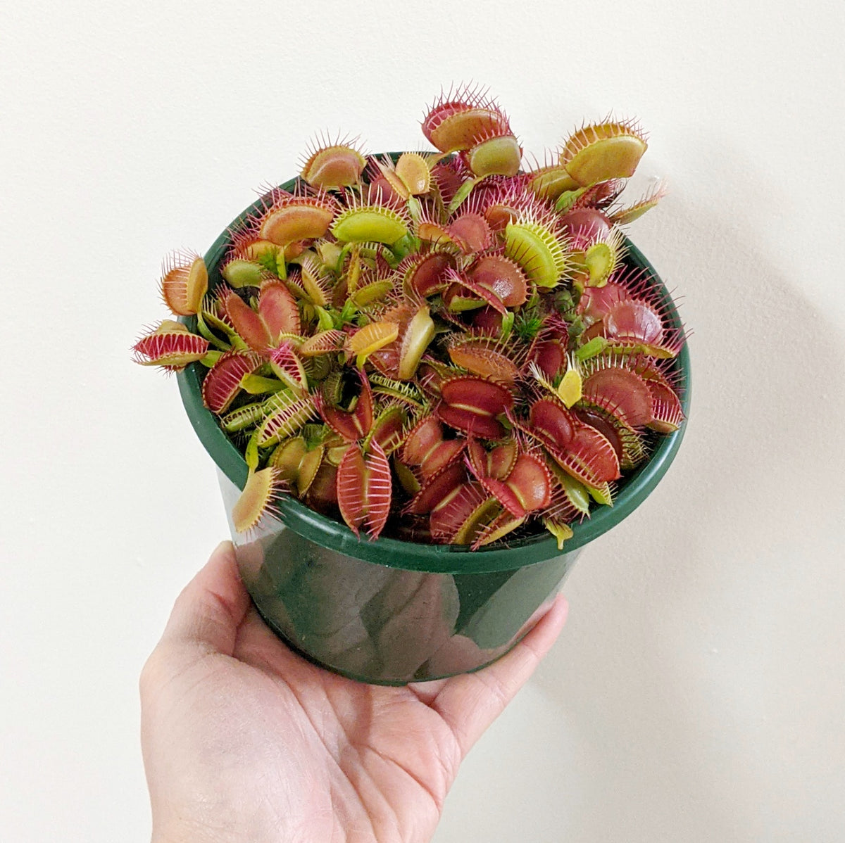 Dionaea muscipula (Venus fly trap)- 13cm pot | Plantsmith Indoor Plants Melbourne