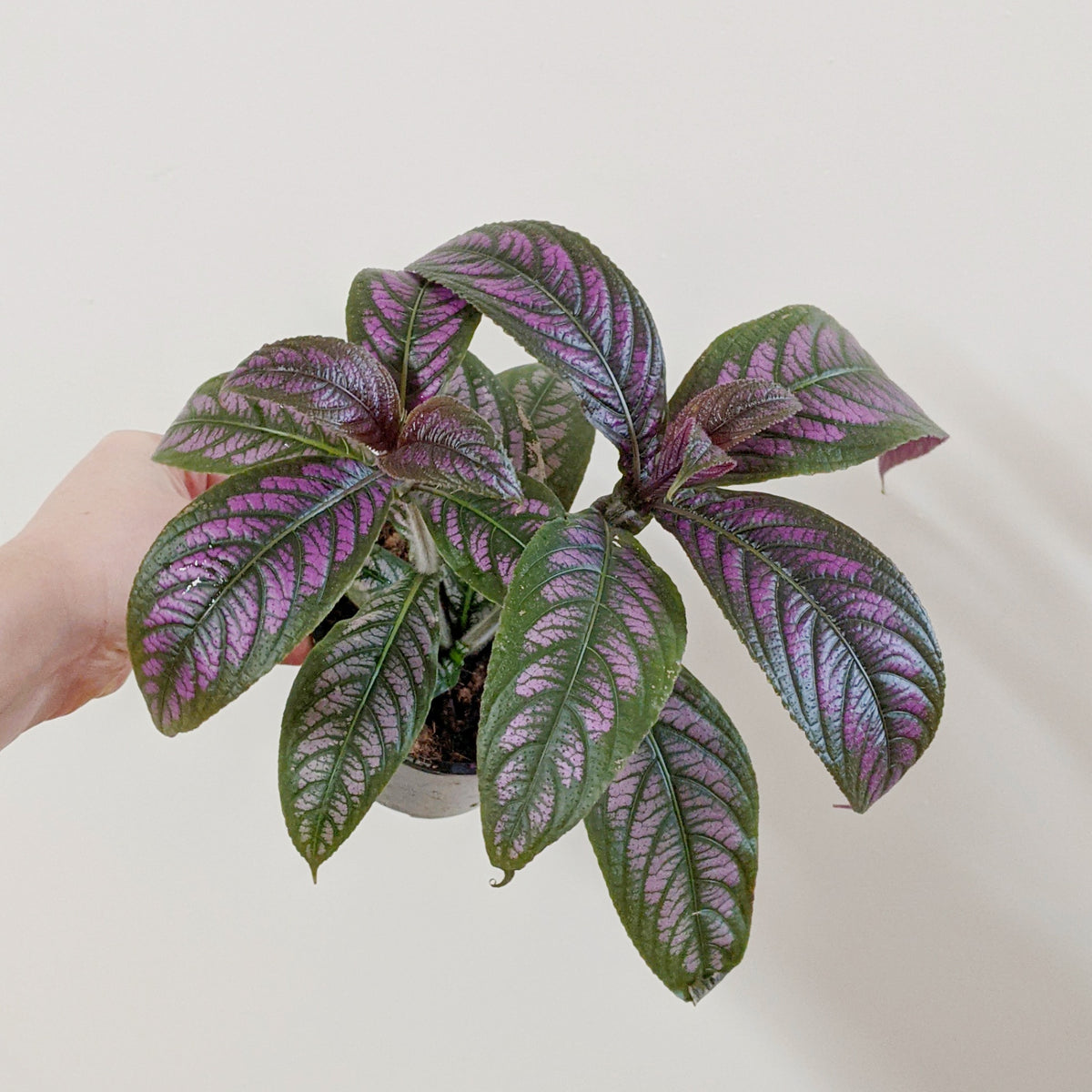 Strobilanthes dyeriana (Persian Shield) -10cm pot | Plantsmith Indoor ...