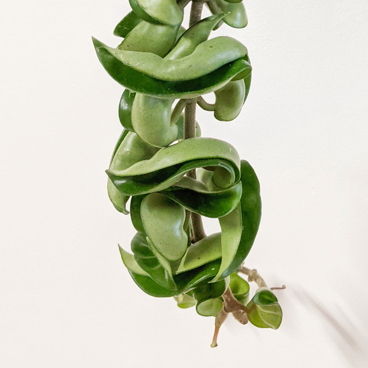 Hoya carnosa 'Compacta' (Indian Rope) - 12cm pot | Plantsmith Indoor ...