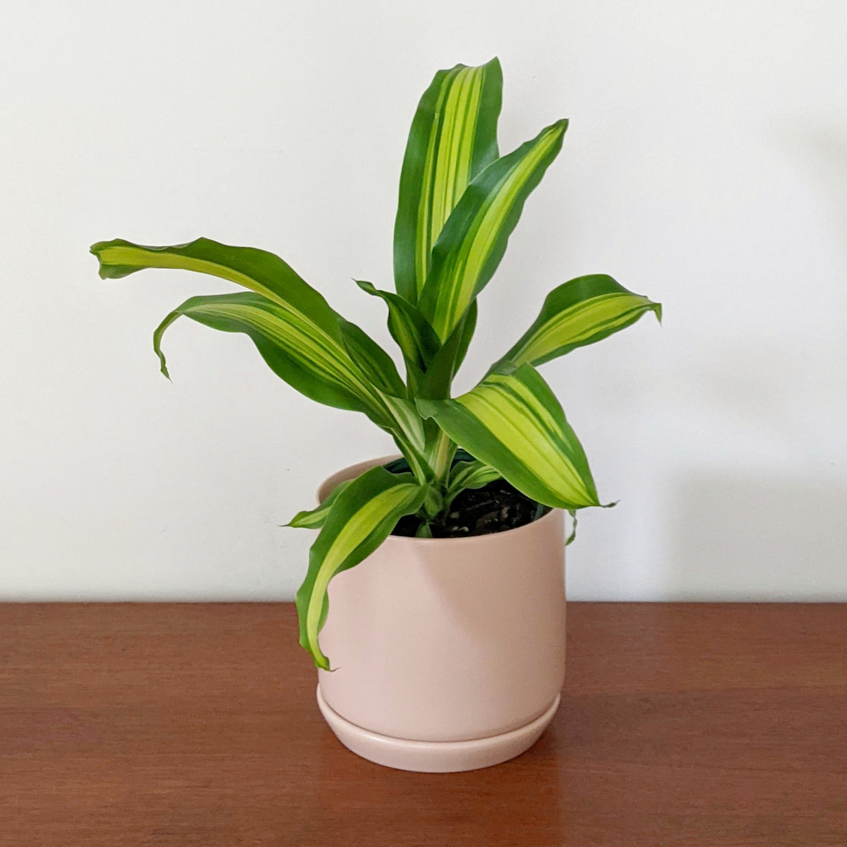 Dracaena fragrans cv. Massangeana 'Goldcord' (Happy Plant) - 13cm pot ...