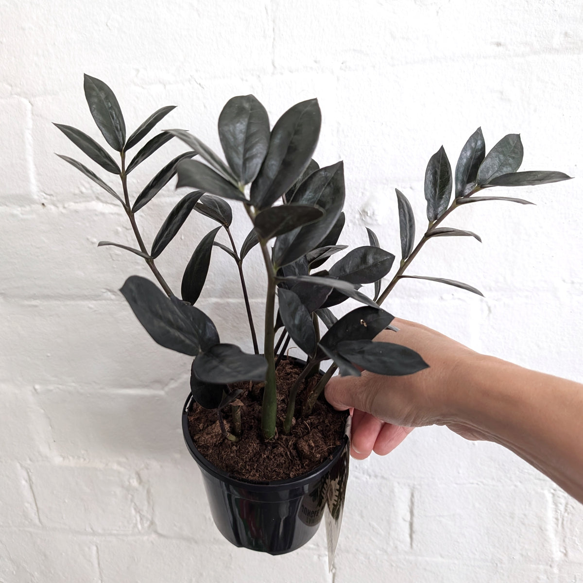 Zamioculcas zamiifolia ‘Raven’ (Zanzibar Gem, ZZ Plant) - 12cm pot ...