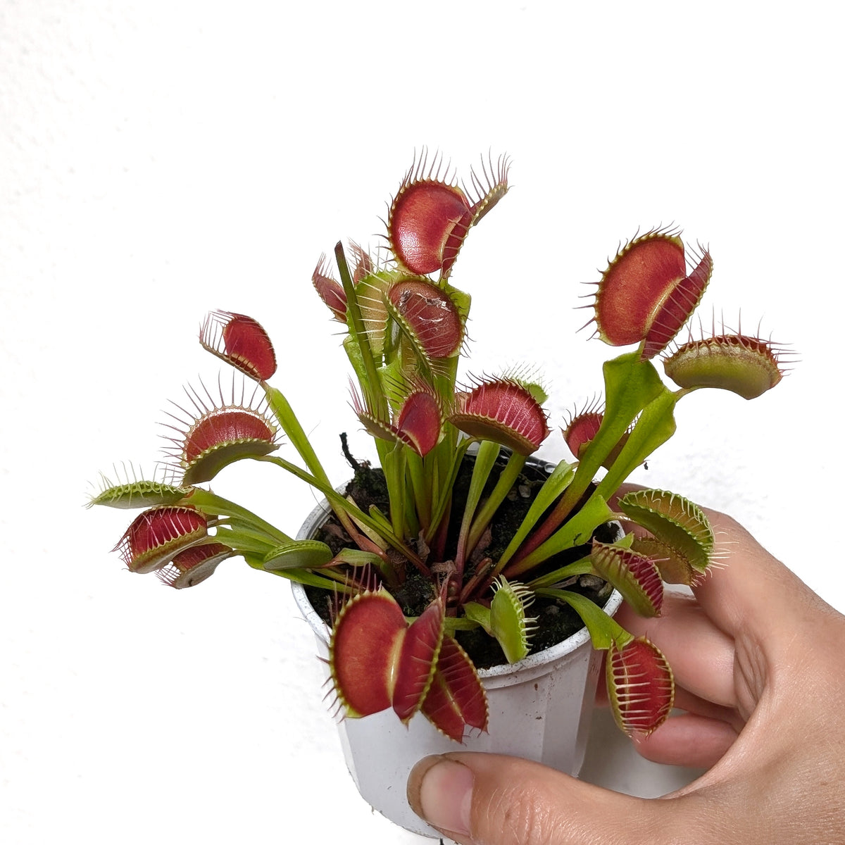 Dionaea muscipula (Venus fly trap)- ADVANCED 7cm pot | Plantsmith Indoor Plants Melbourne
