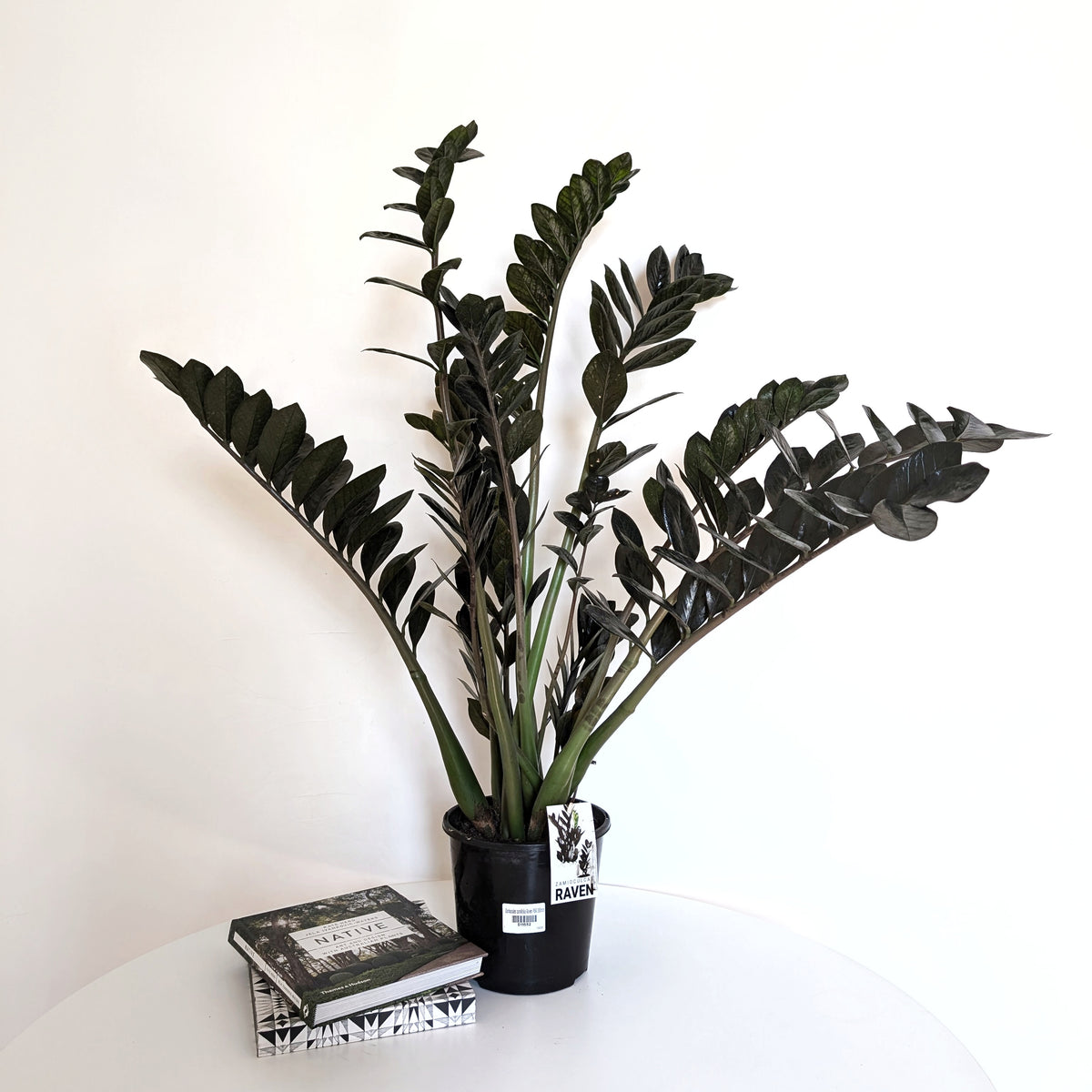 Zamioculcas zamiifolia 'Raven' (Black Zanzibar Gem, ZZ Plant) - 20cm ...