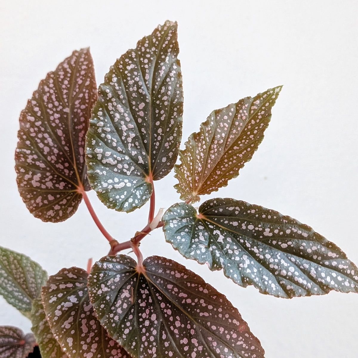Begonia sp. 'benigo' - 10cm pot | Plantsmith Indoor Plants Melbourne