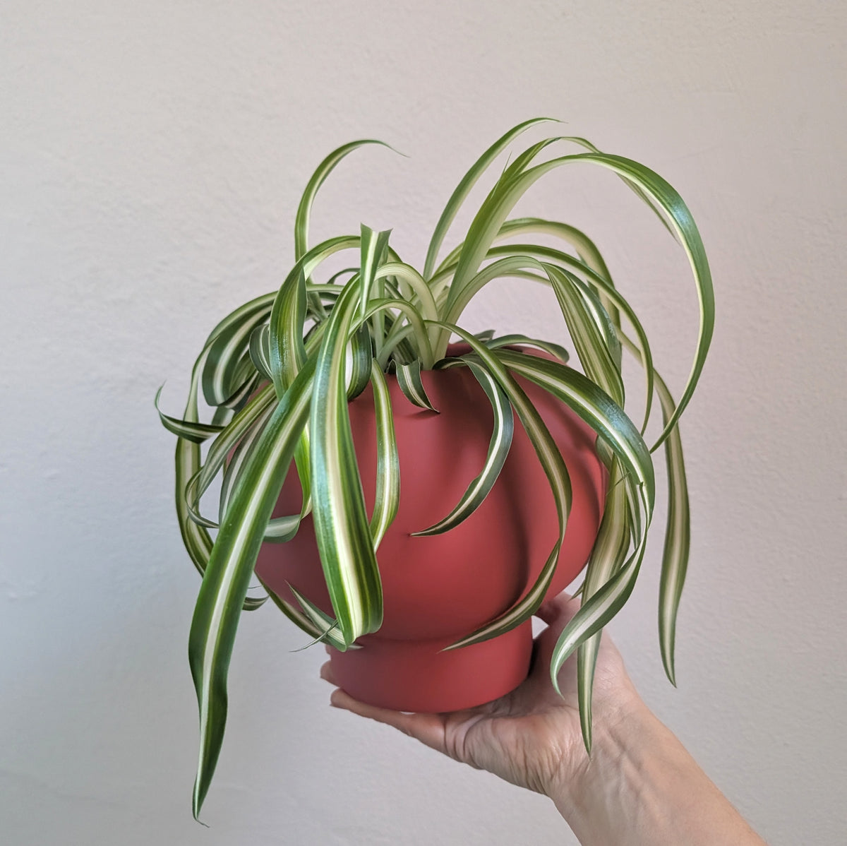 Chlorophytum 'Bonnie' in Tamari Ceramic Cache Pot | Plantsmith Indoor ...