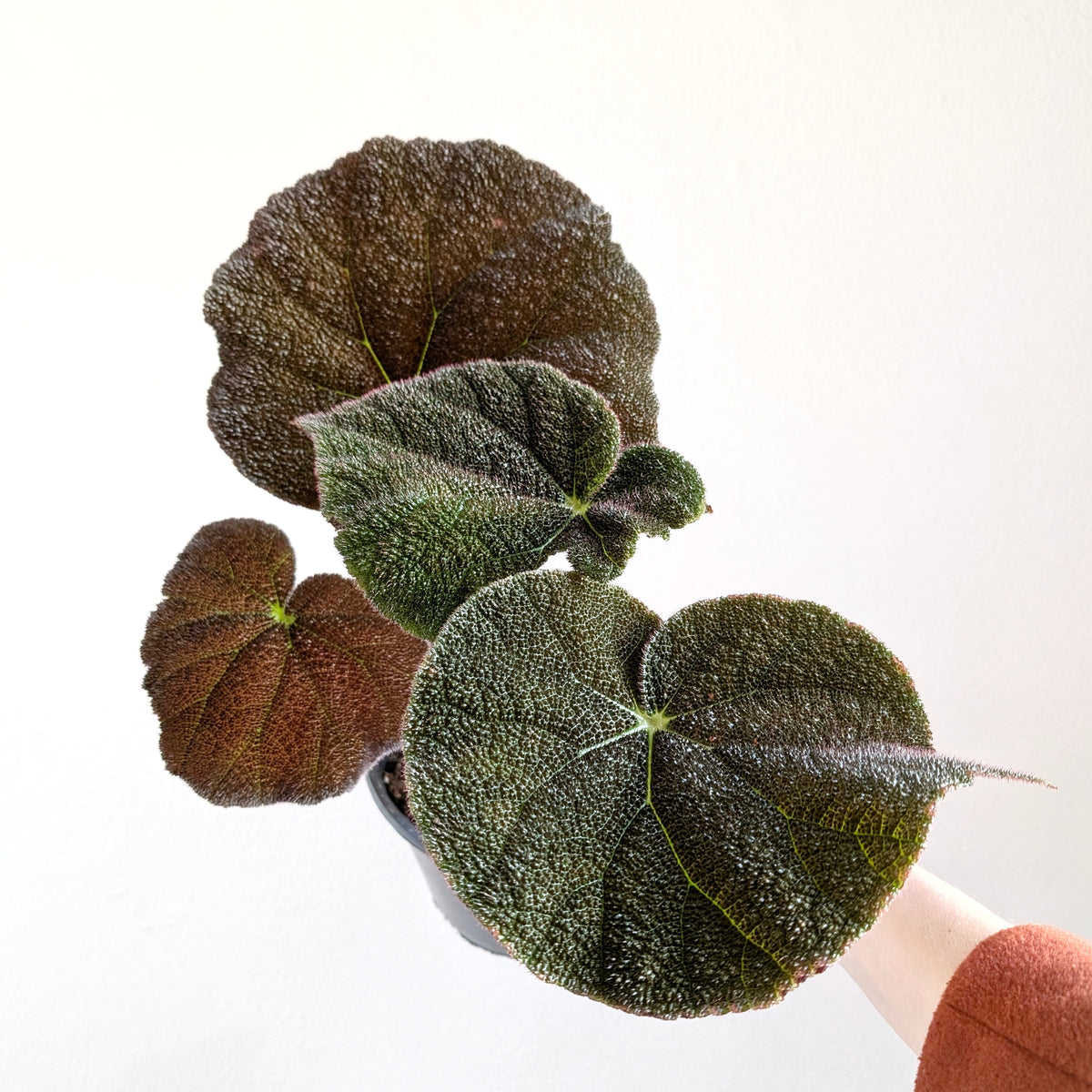 Begonia 'Jungle’ - 17cm pot | Plantsmith Indoor Plants Melbourne