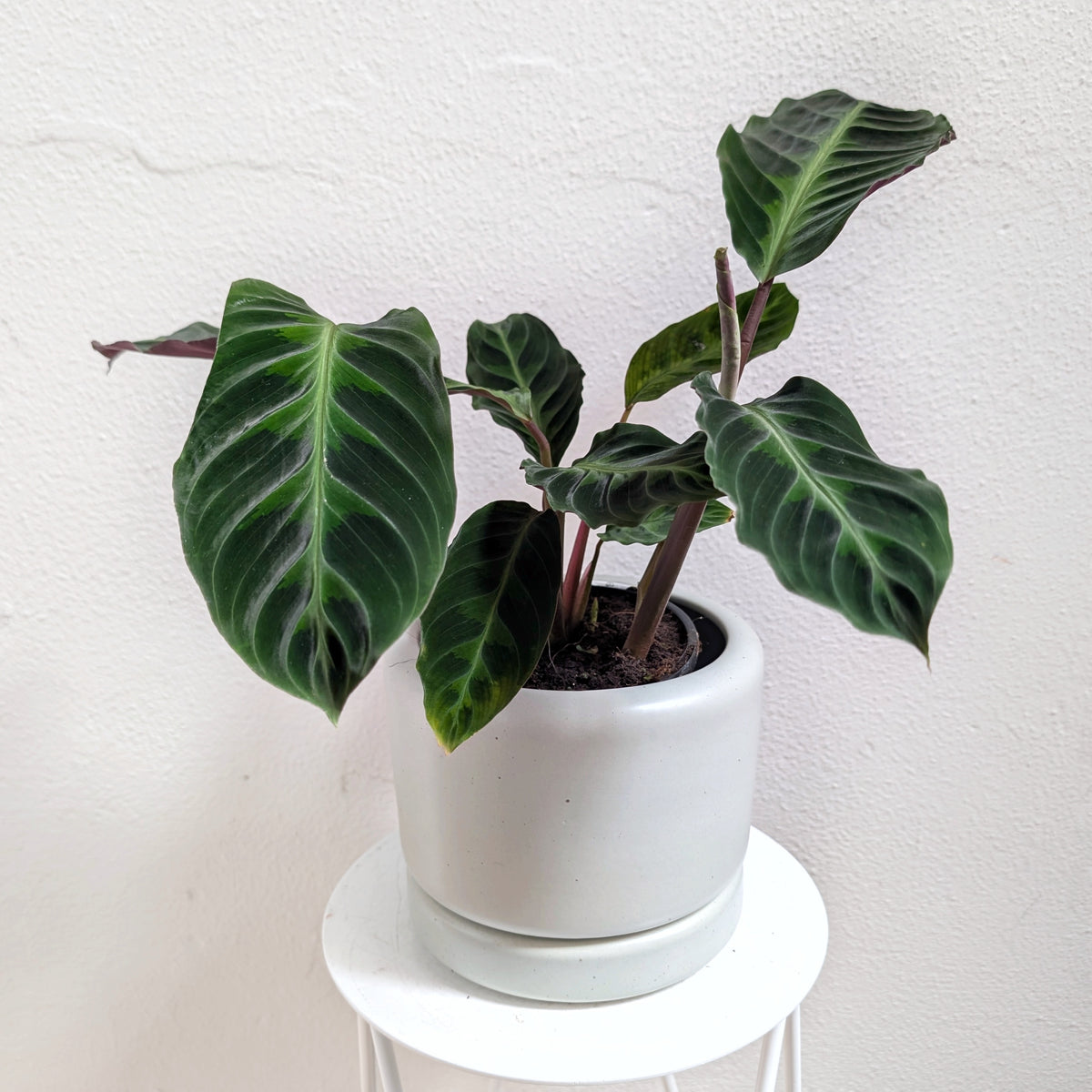 Calathea warszewiczii (Calathea Jungle Velvet) - 12cm pot | Plantsmith ...