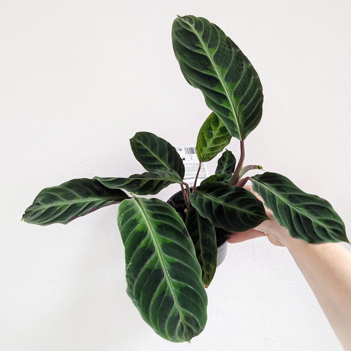 Calathea warszewiczii (Calathea Jungle Velvet) - 12cm pot | Plantsmith ...