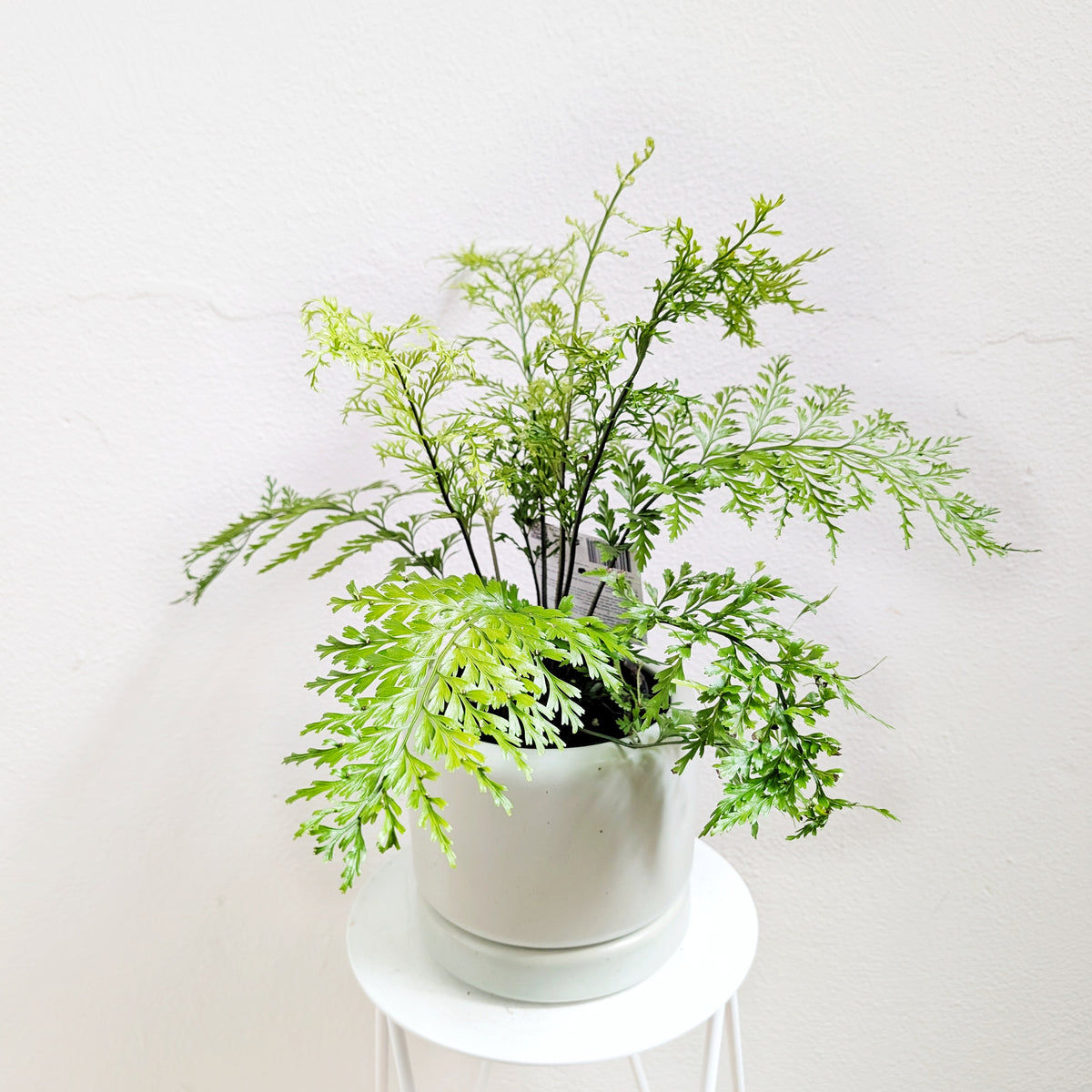Asplenium bulbiferum (Hen and Chicken Fern) - 12cm | Plantsmith Indoor ...