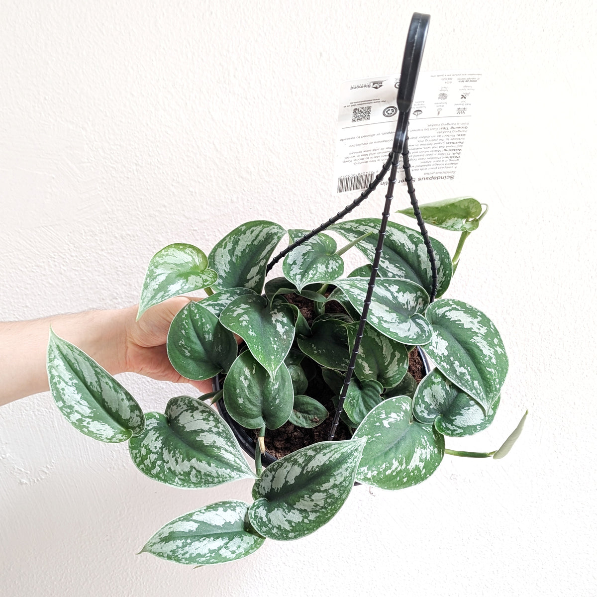 Scindapsus pictus (Silver Satin Pothos) - 20cm hanger | Plantsmith ...