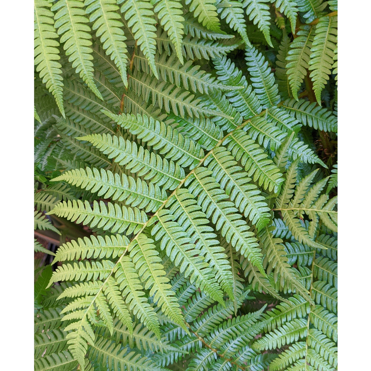 Cyathea cooperi (Australian Tree Fern) - 20cm pot | Plantsmith Indoor ...