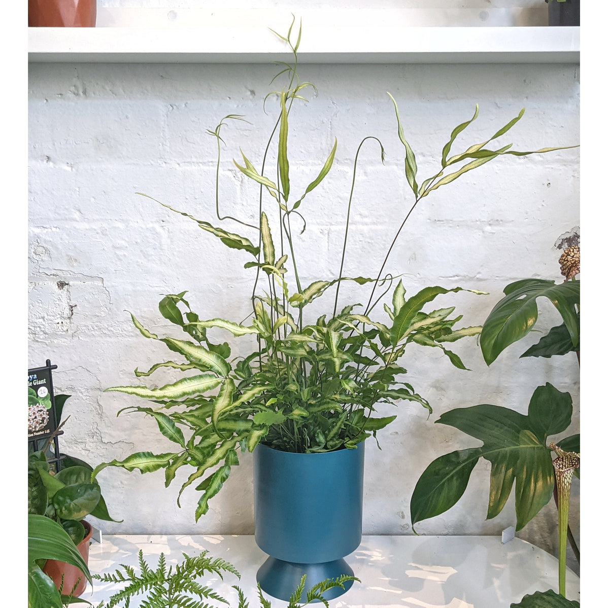 Pteris Albo Lineata (Striped Cretan Brake Fern) - 10cm pot | Plantsmith ...