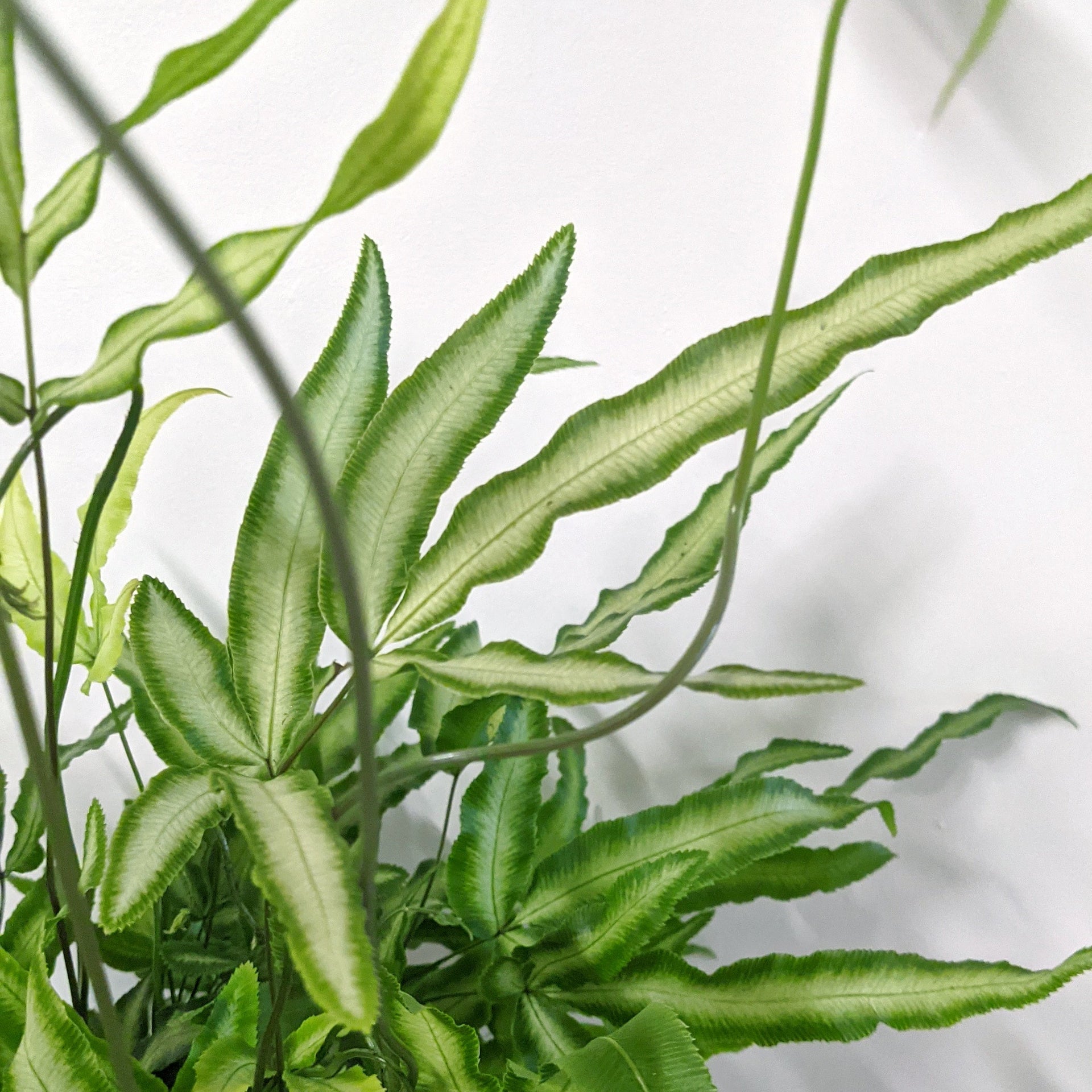 Pteris Albo Lineata (Striped Cretan Brake Fern) - 10cm pot | Plantsmith ...